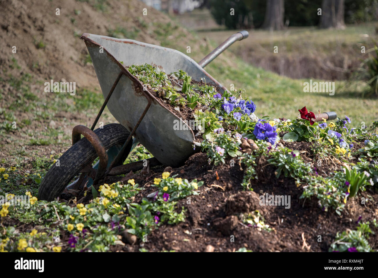 Weird flowers hi-res stock photography and images - Alamy