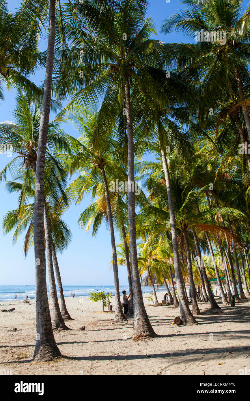 Samara,Guanacaste / Costa Rica-January 25, 2019: Samara beach. Favorite ...