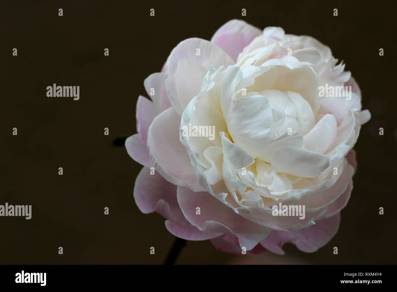 Pfingstrose hi-res stock photography and images - Alamy