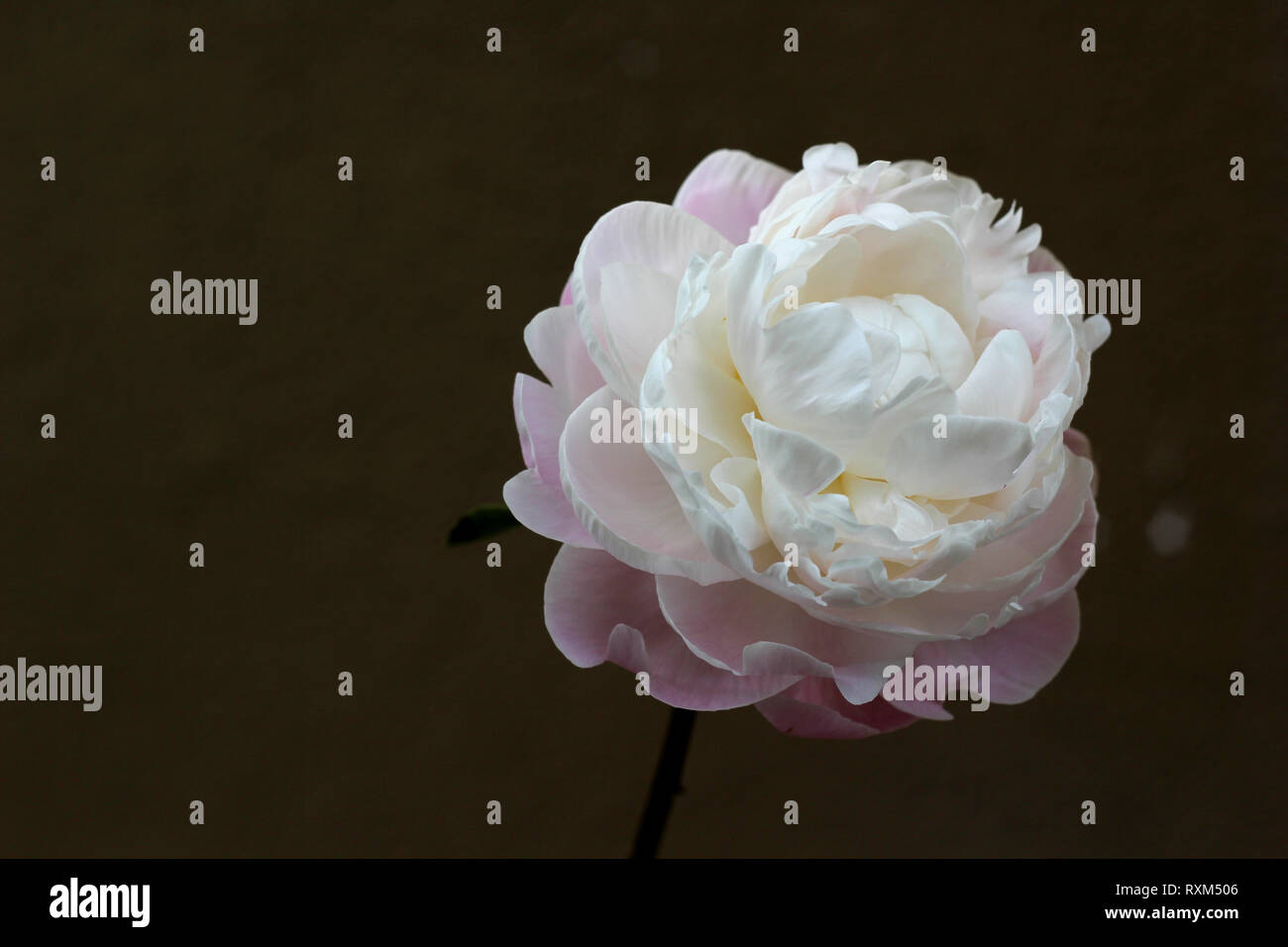 Pfingstrose hi-res stock photography and images - Alamy