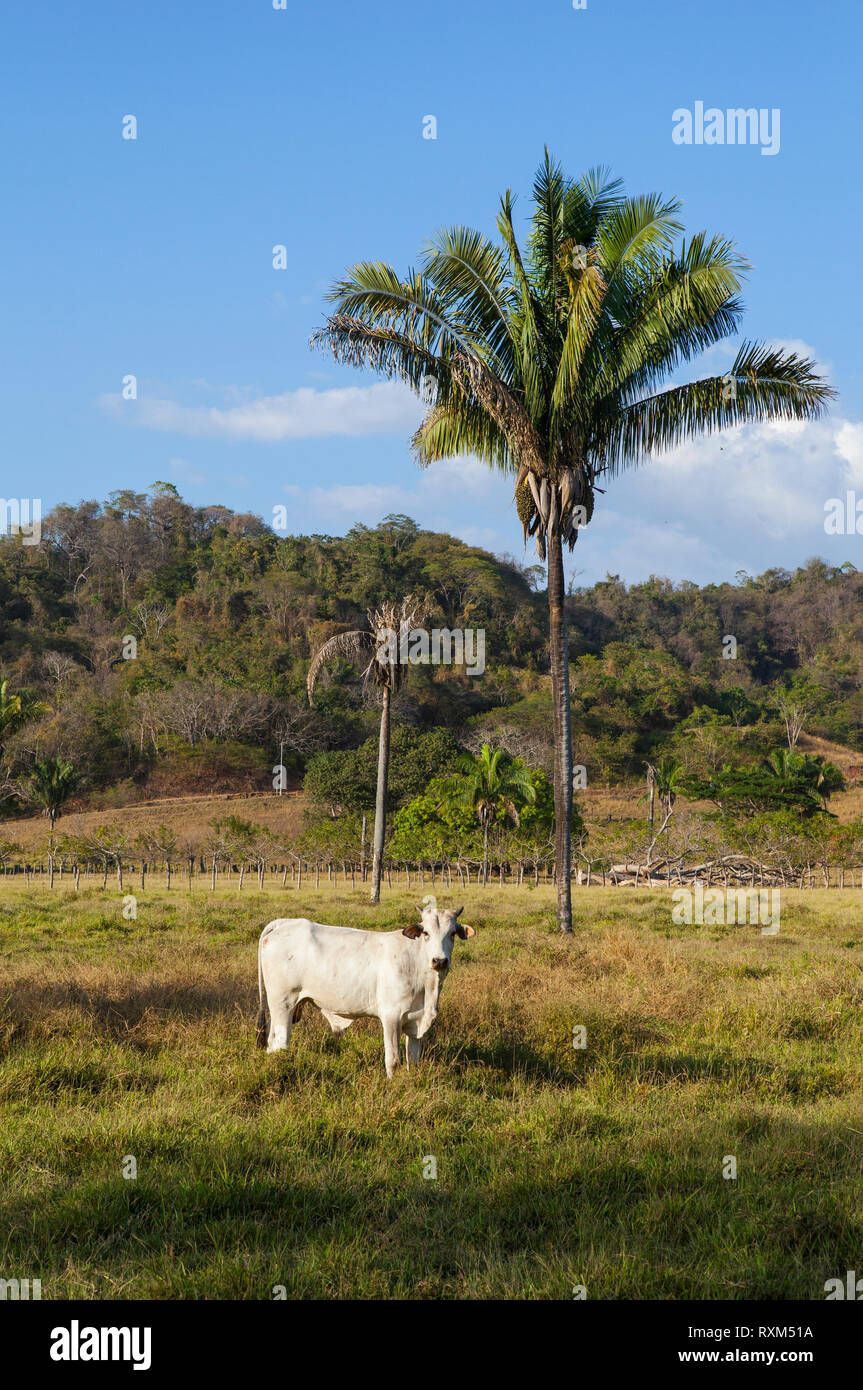 Brahman cattle costa rica hi-res stock photography and images - Alamy