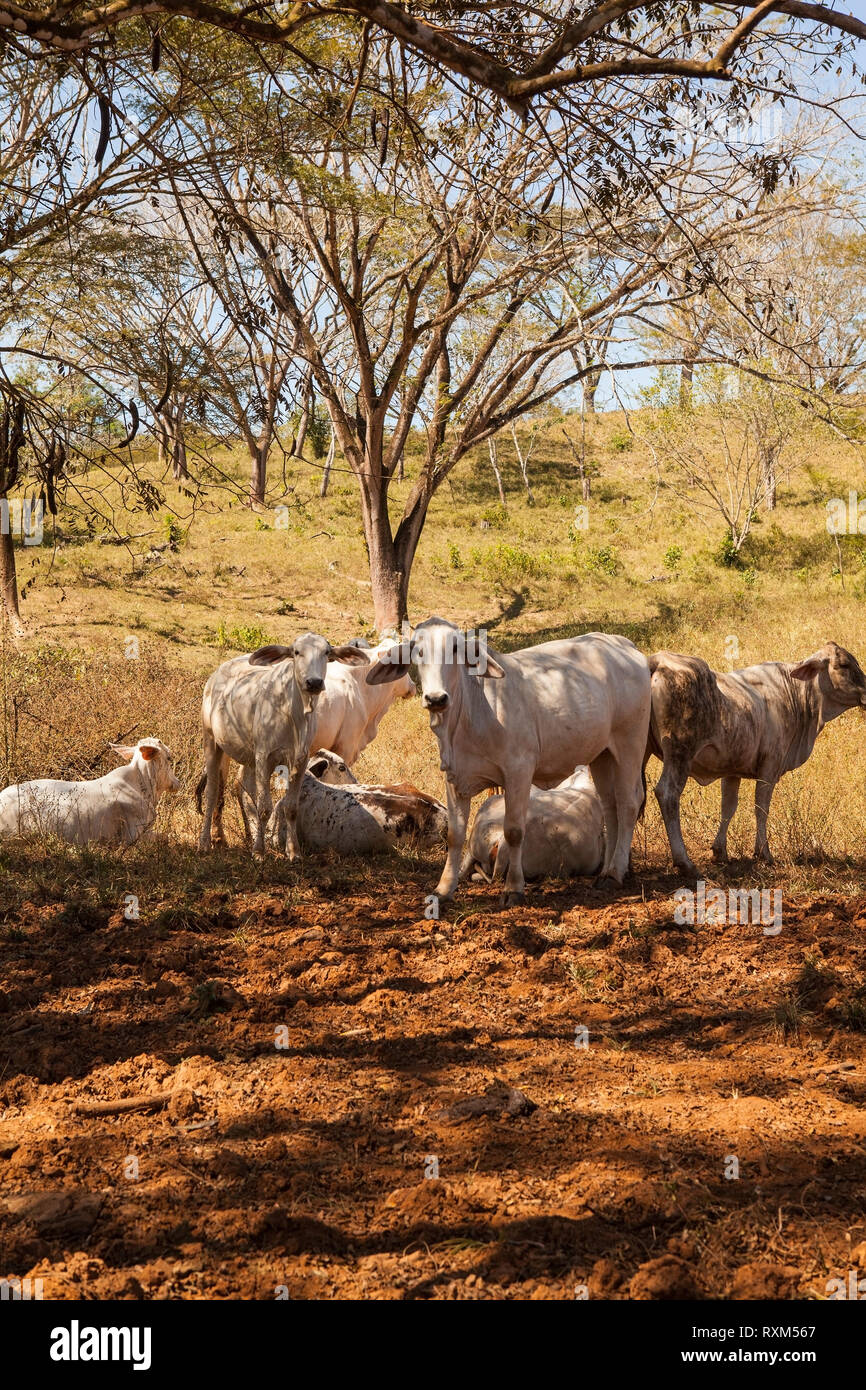 Zebu Cattle in pasture.Pacific coast near Samara, Costa Rica Stock ...