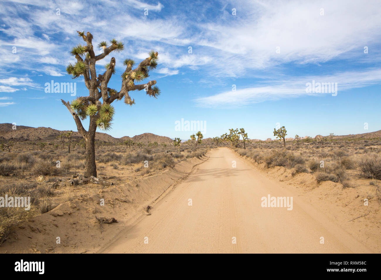 Josua Tree High Resolution Stock Photography and Images - Alamy