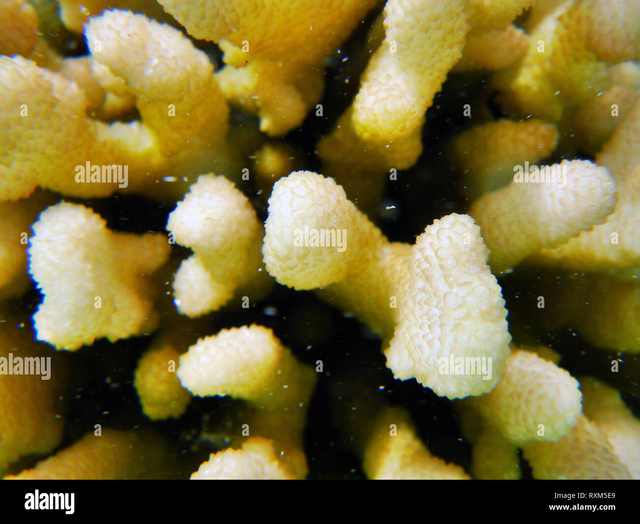 coral close up Stock Photo - Alamy