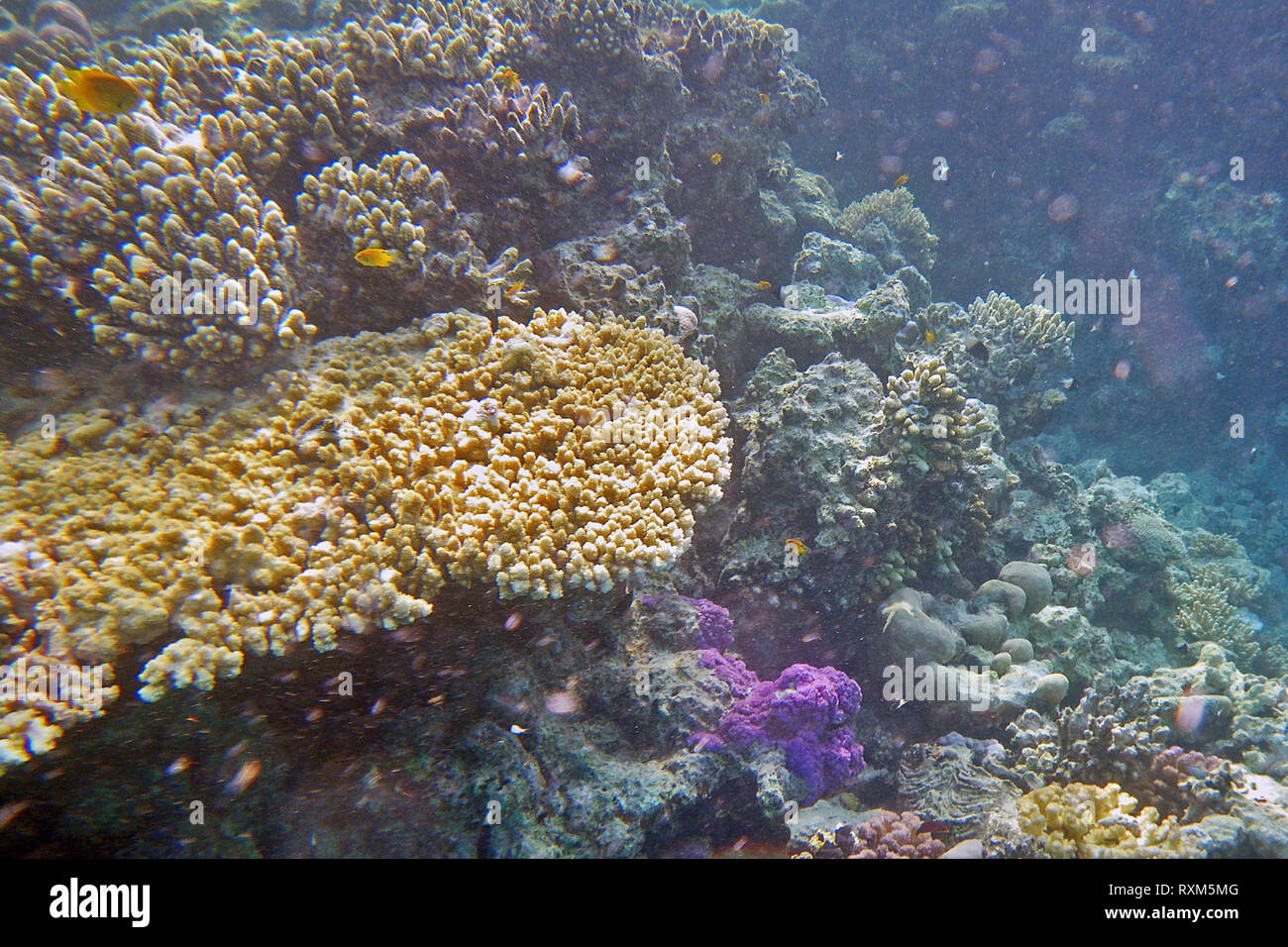 A coral reef with small fishes Stock Photo - Alamy