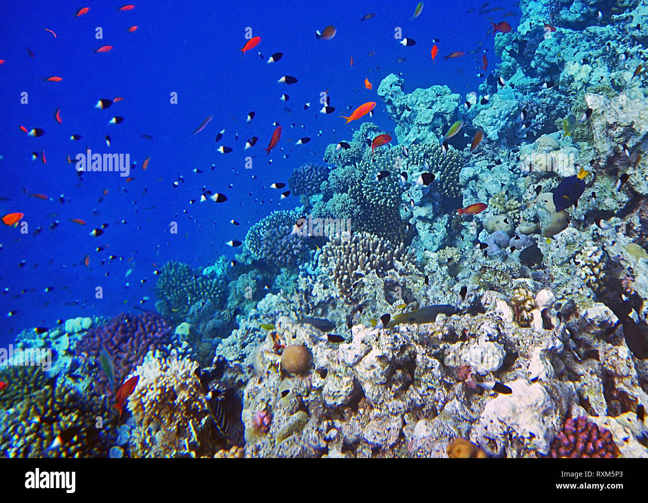 A coral reef full of small fishes Stock Photo - Alamy