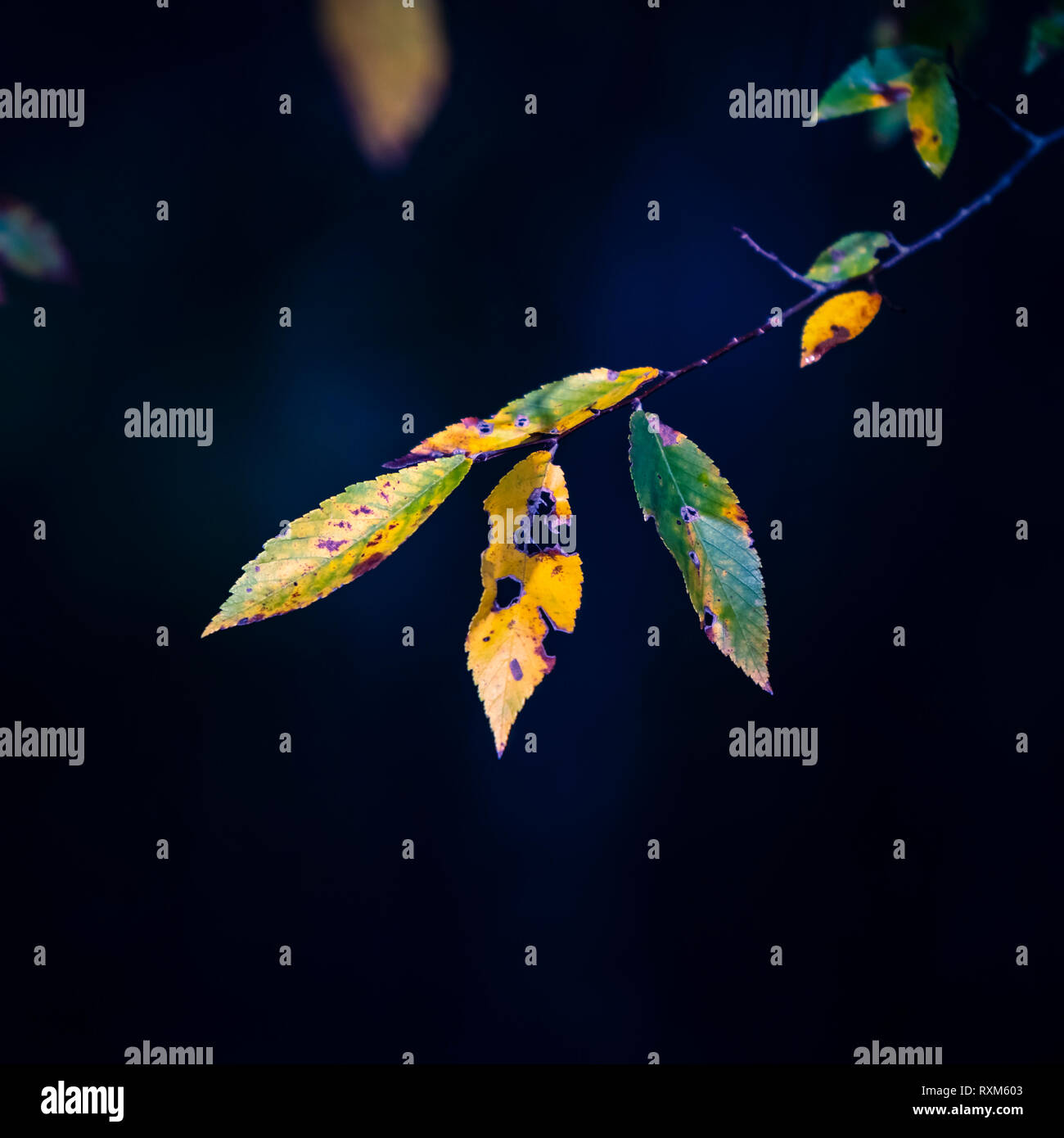 Small sharp leaves hi-res stock photography and images - Alamy