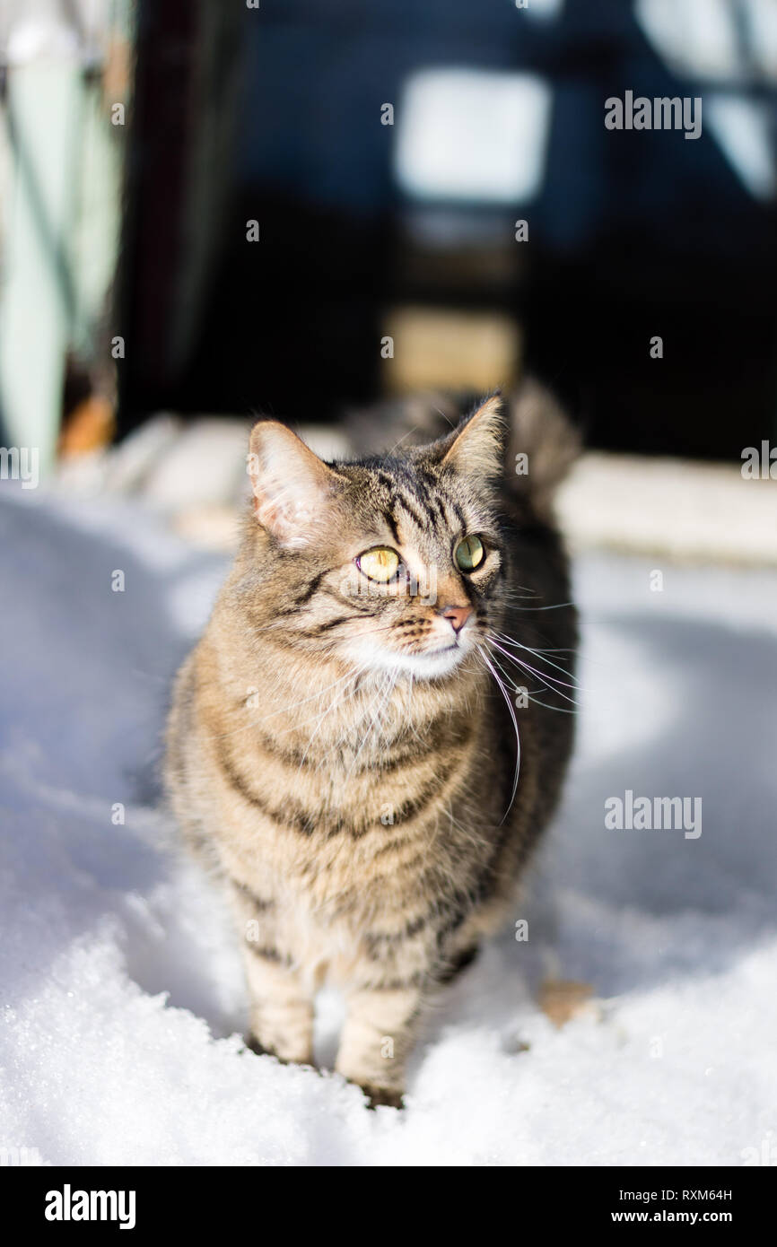 Domestic cat snow face hi-res stock photography and images - Alamy