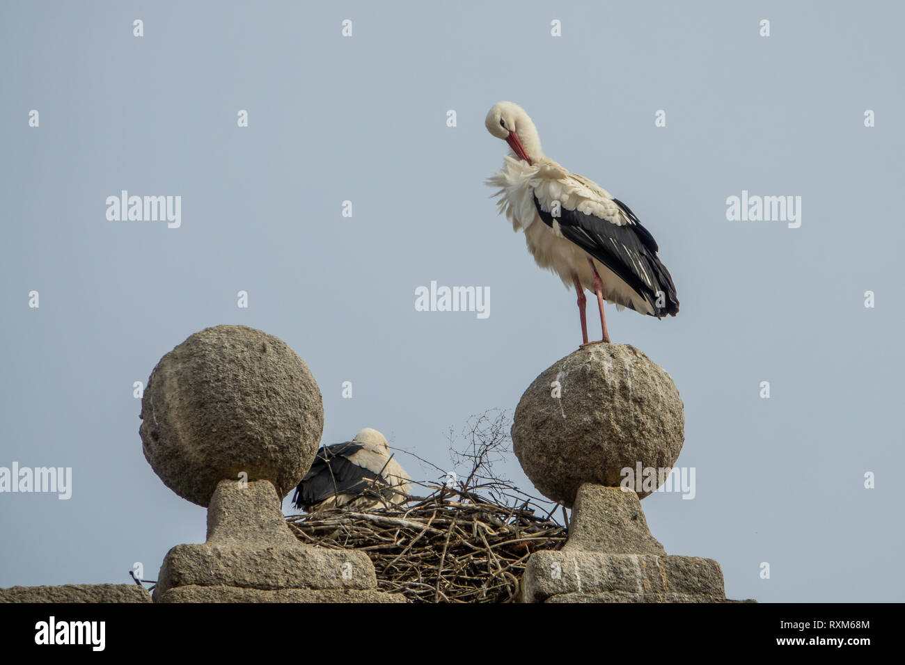 Storks and nest at the top of a tower in Avila, Spain Stock Photo - Alamy
