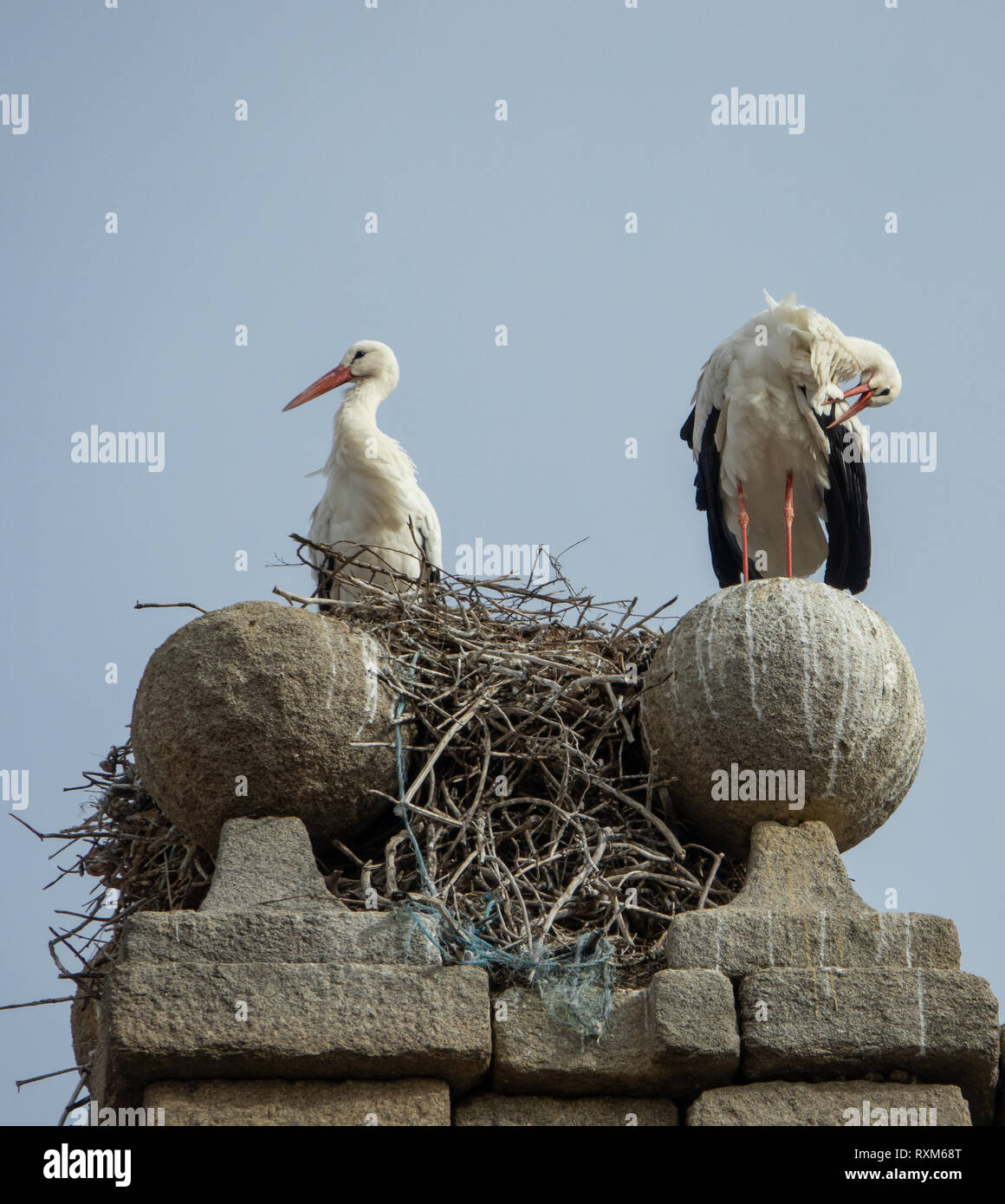 Storks and nest at the top of a tower in Avila, Spain Stock Photo - Alamy