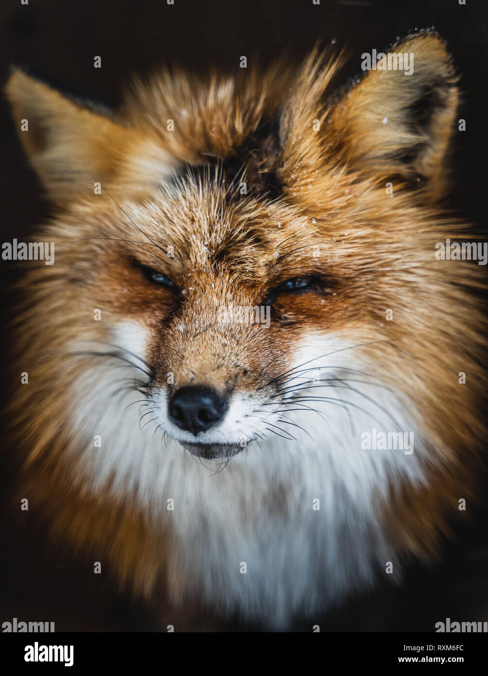 Fox Sleeping Snow High Resolution Stock Photography and Images - Alamy