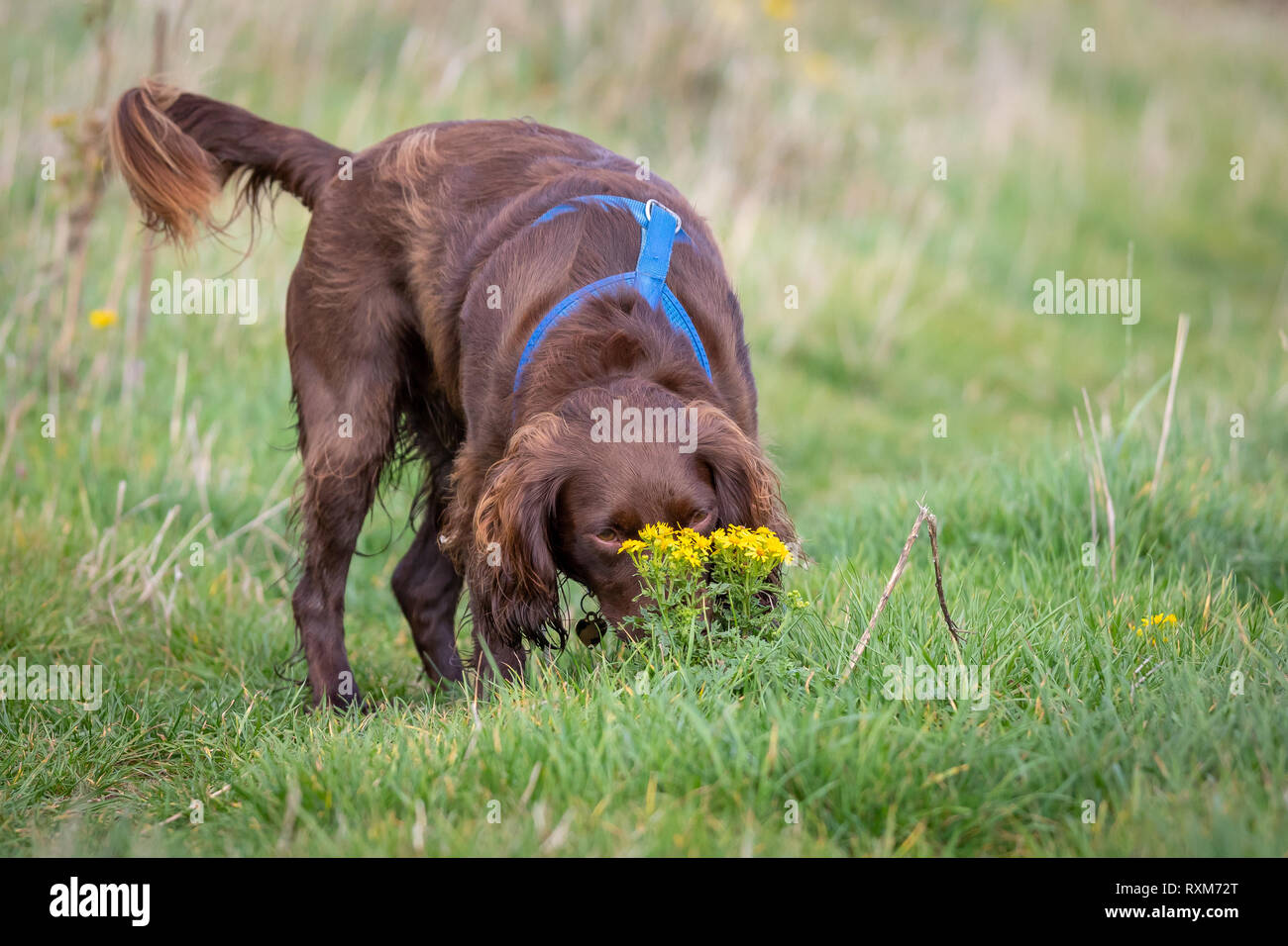 Happy cocker spaniel hi-res stock photography and images - Alamy