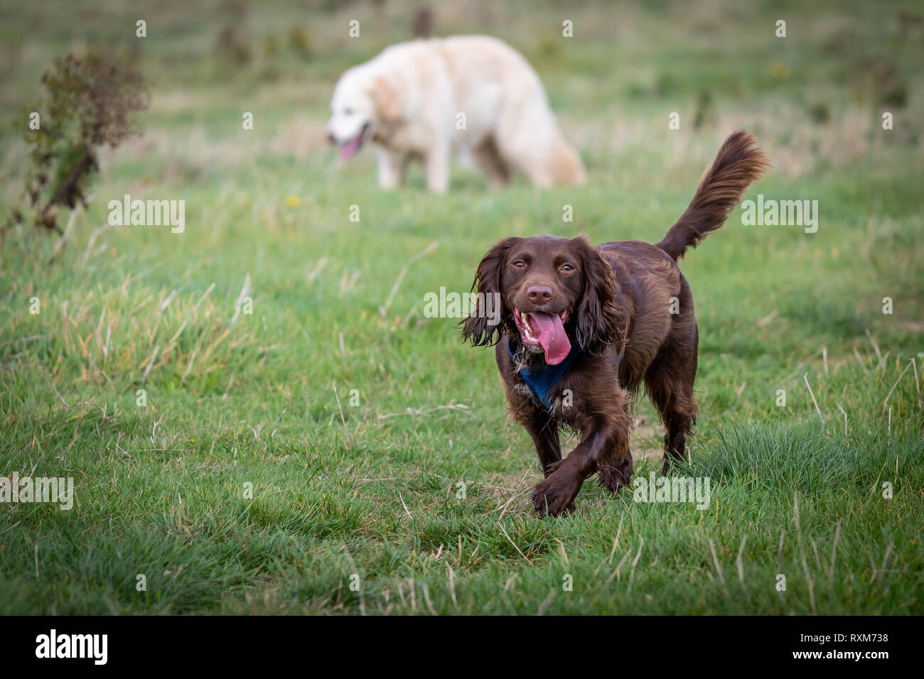 Two happy dogs hi-res stock photography and images - Alamy