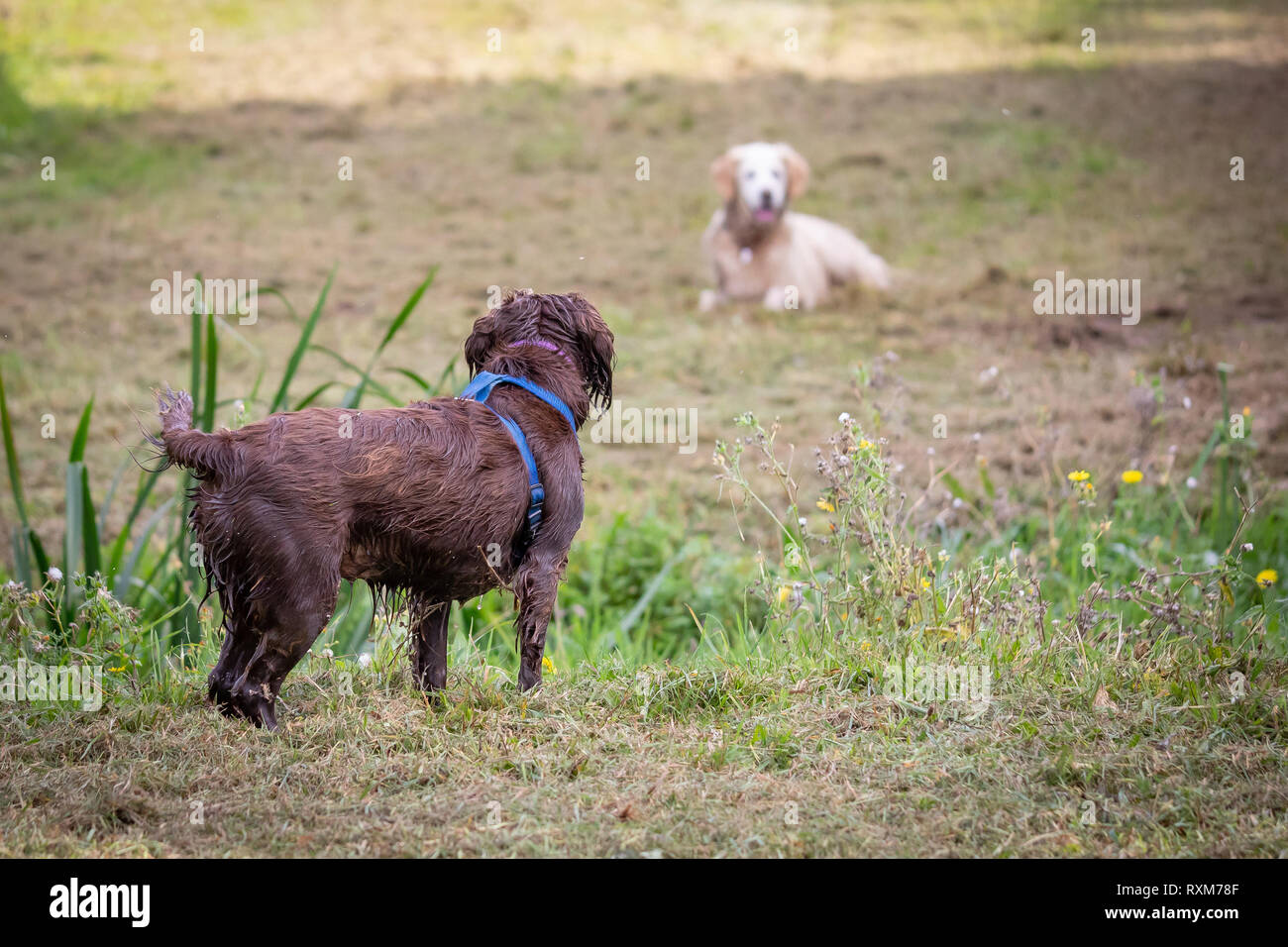 Two happy dogs hi-res stock photography and images - Alamy