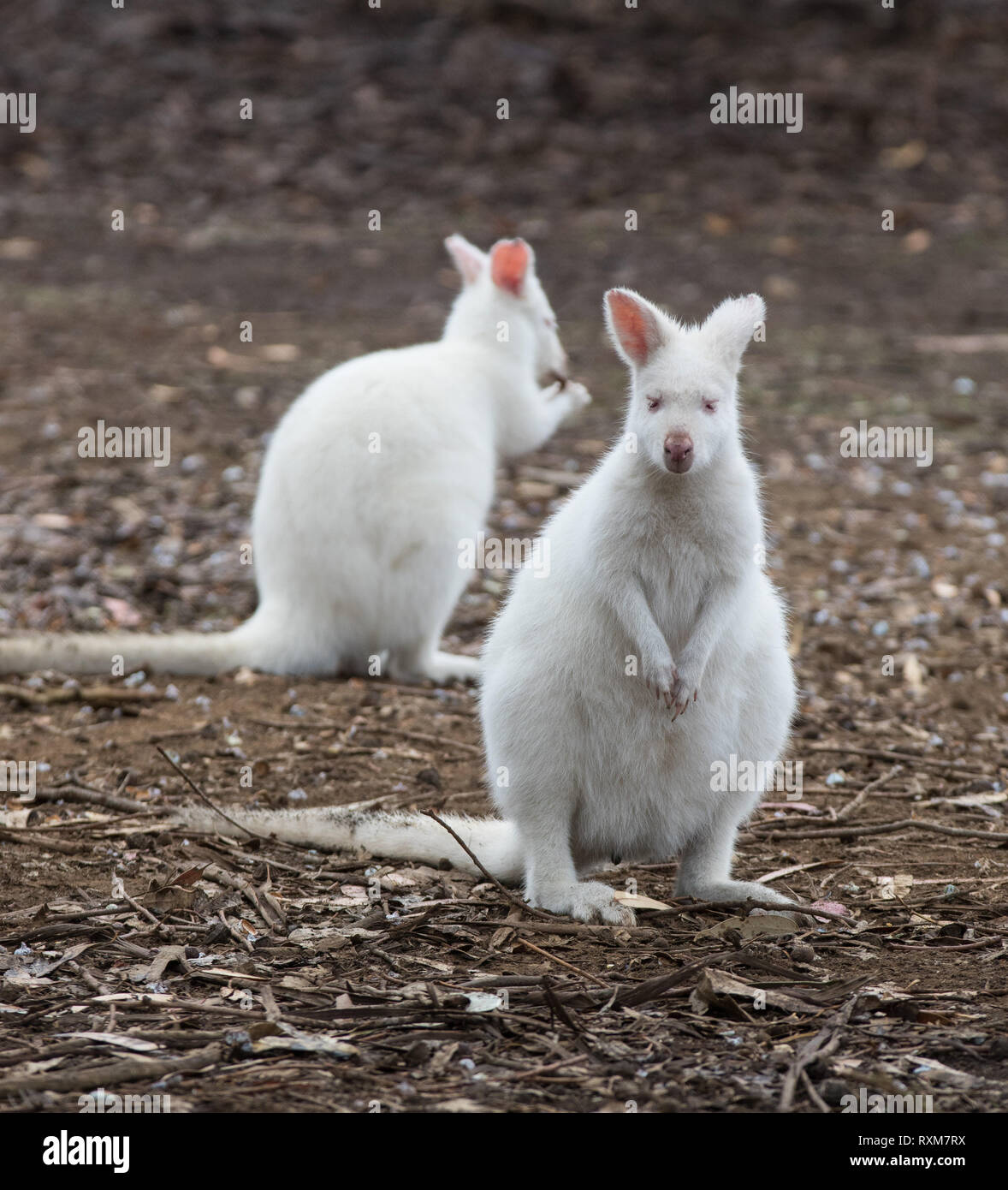 Albinism Eyes High Resolution Stock Photography and Images - Alamy