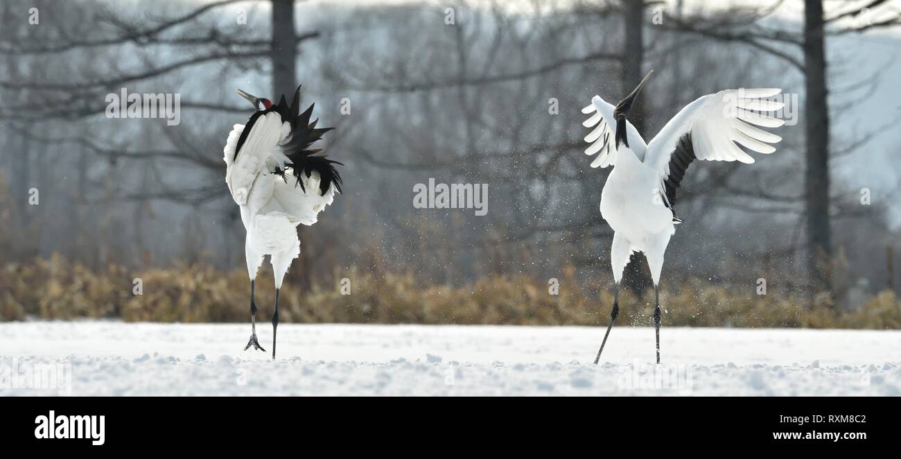 Dancing Cranes. The ritual marriage dance of cranes. The red-crowned ...