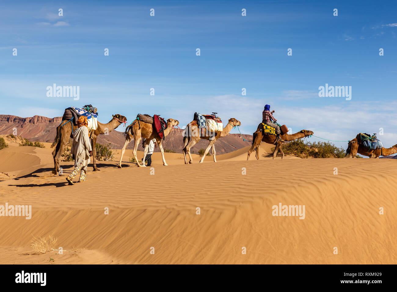 Camel caravan going through the sand dunes in the Sahara Desert, Morocco Stock Photo - Alamy