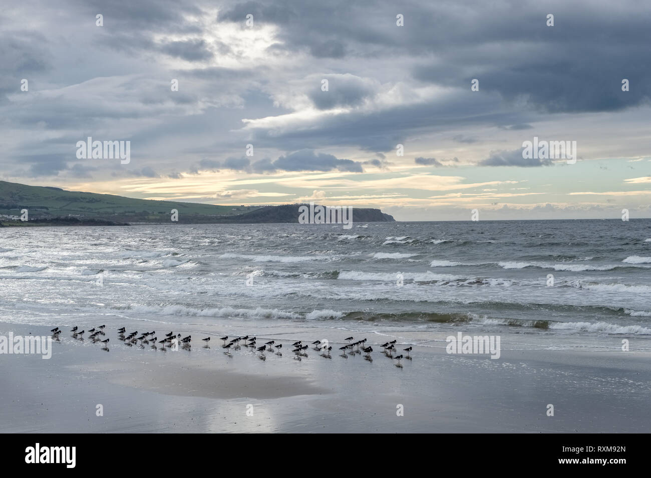 Heads of ayr hi-res stock photography and images - Alamy