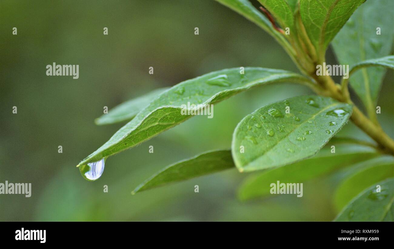 Rain dew drop hi-res stock photography and images - Alamy