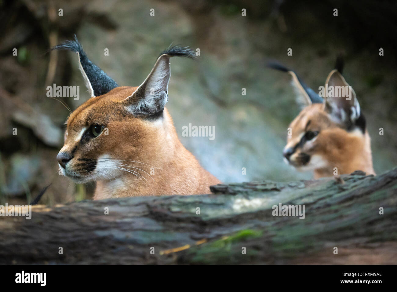 Portrait of a female Caracal and young caracal in background Stock ...