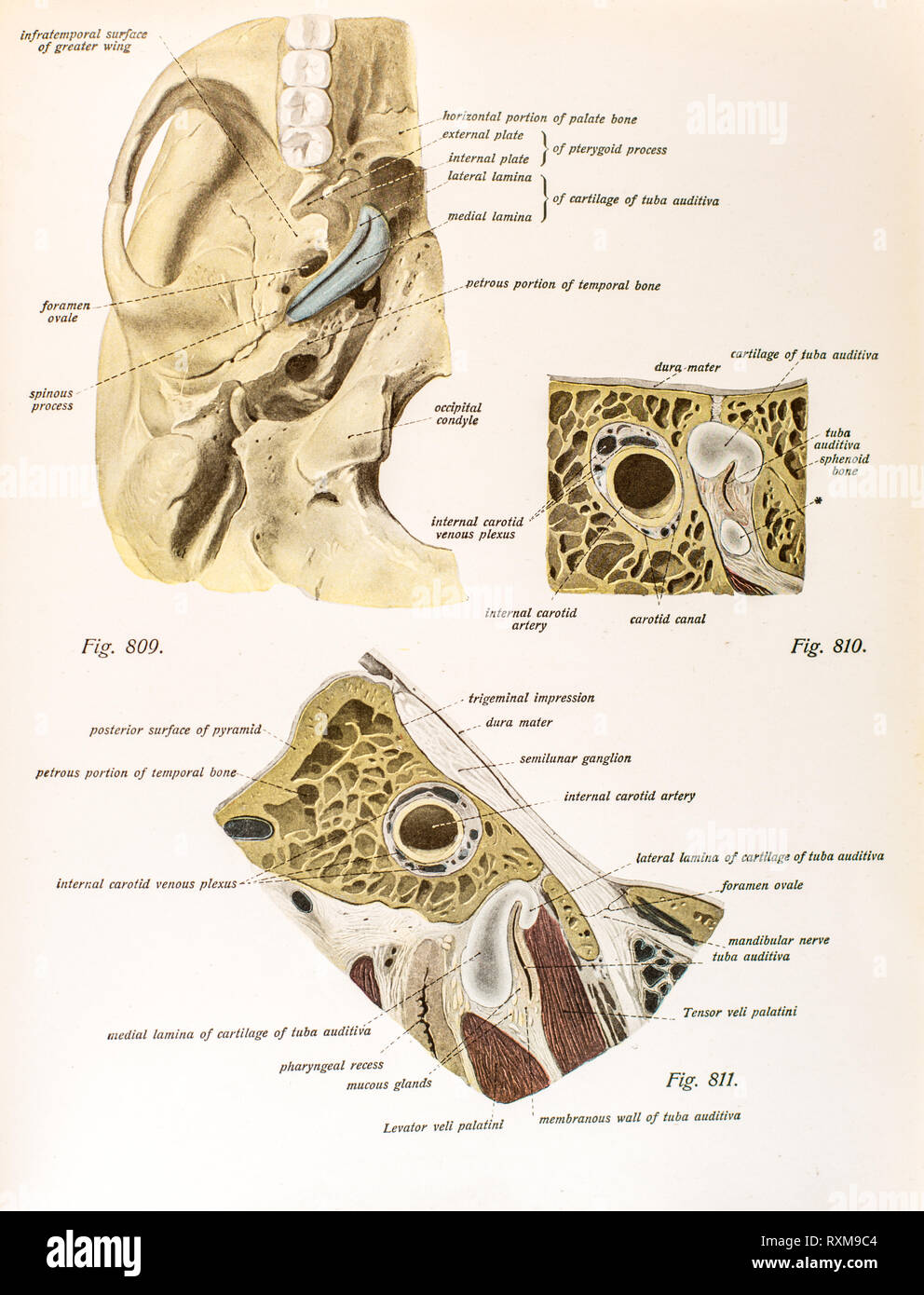 Anatomy of the human ear Stock Photo - Alamy