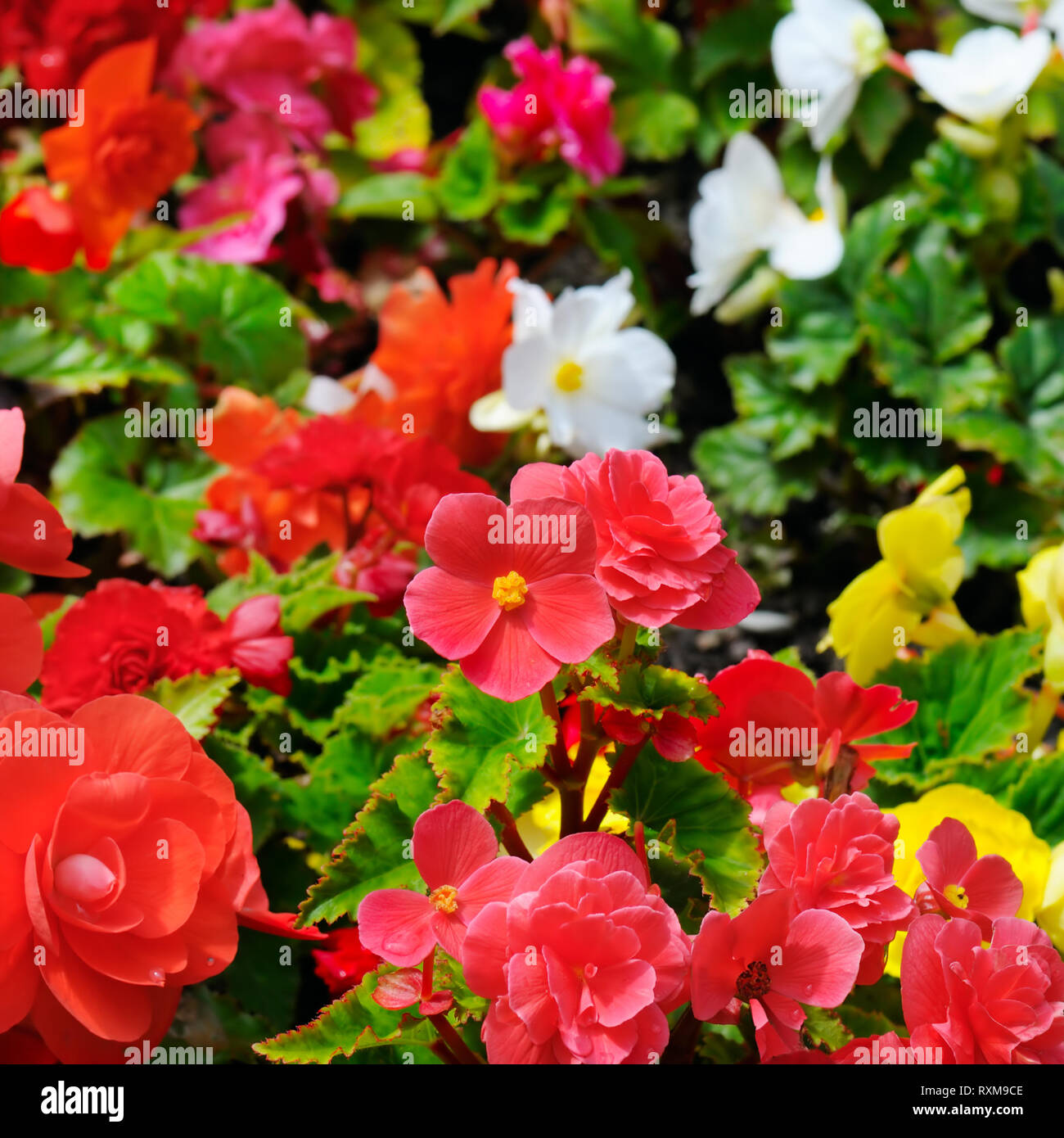 Begonias landscape hi-res stock photography and images - Alamy