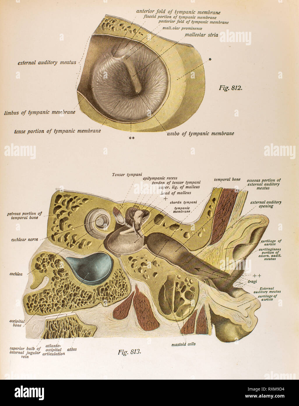 Anatomy of the human ear Stock Photo - Alamy
