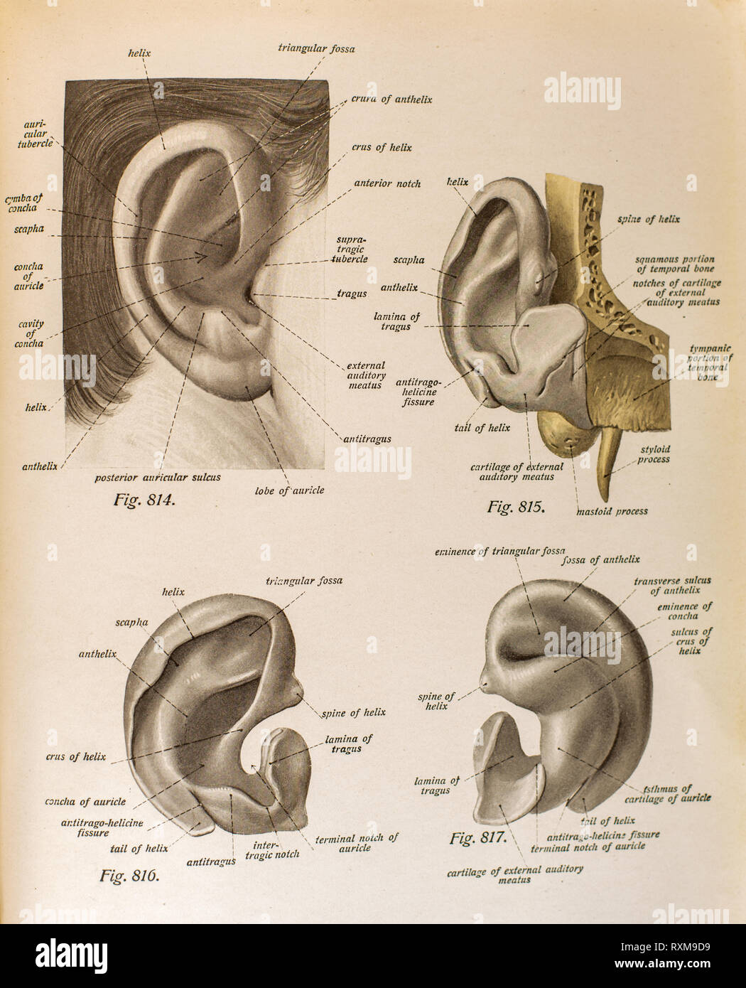 The Anatomy Of The Human Ear