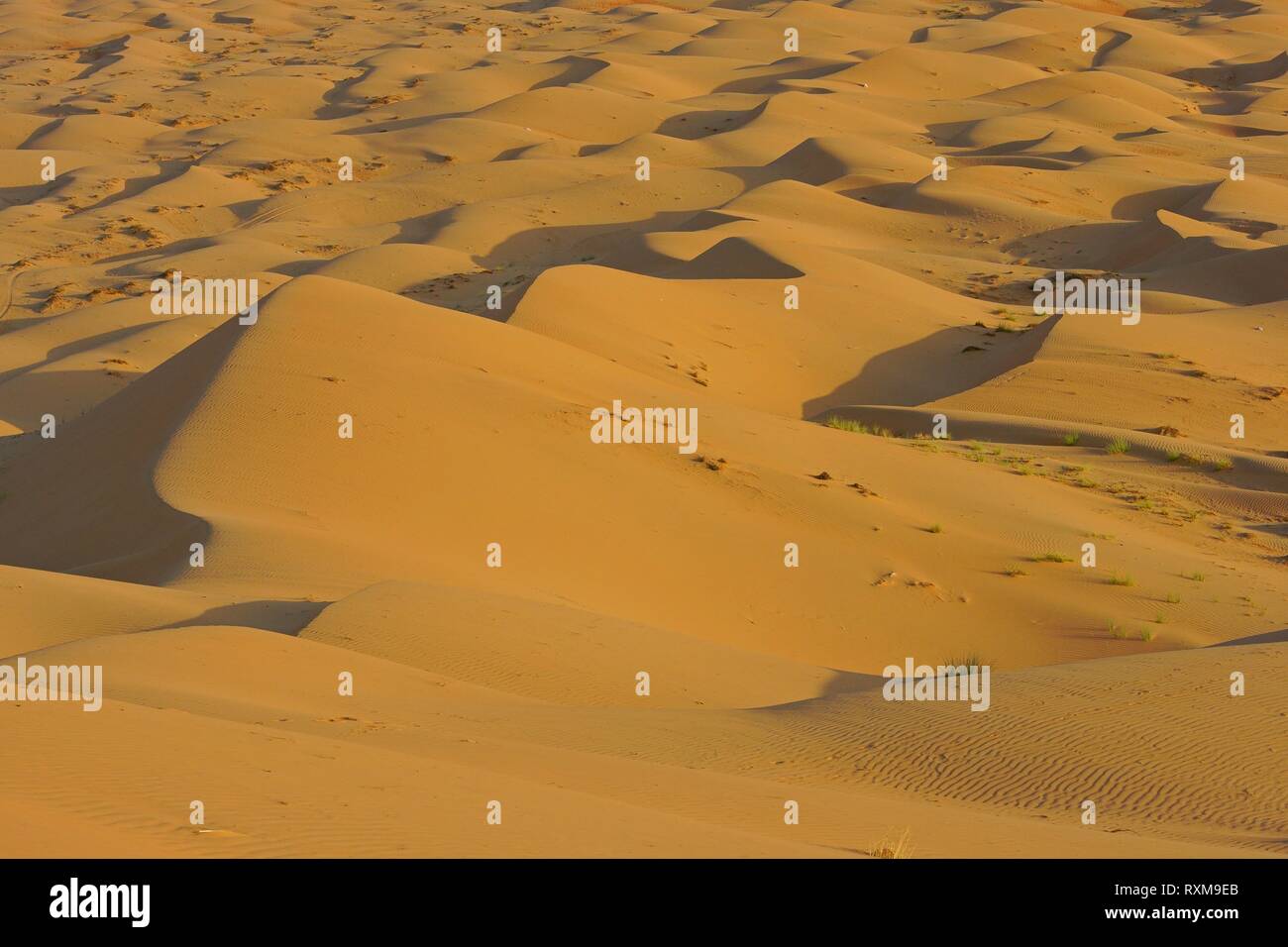 Sand dunes in the desert. Wahiba sands (Sharqiyah sands). Oman Stock ...