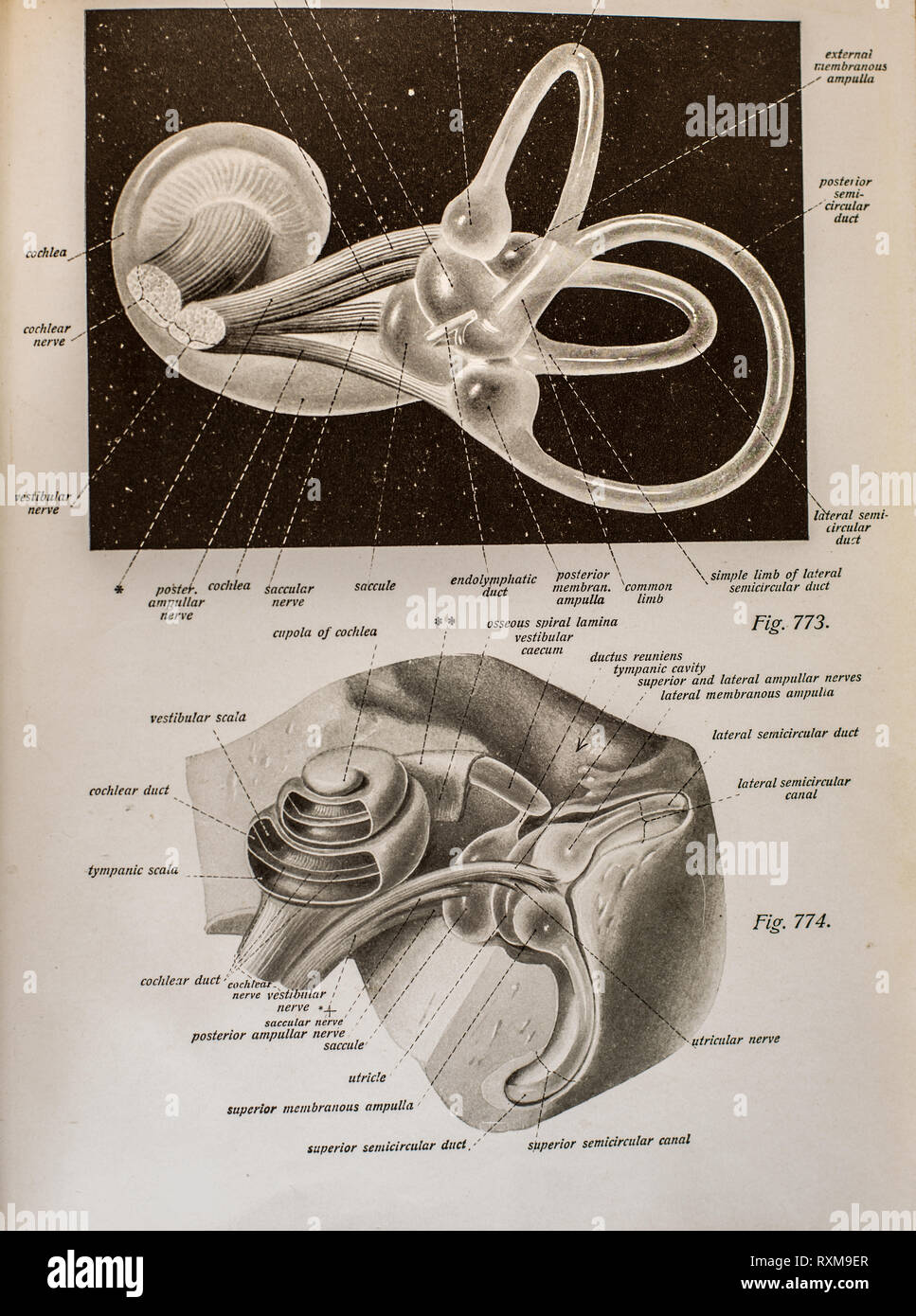 Anatomy of the human ear Stock Photo - Alamy