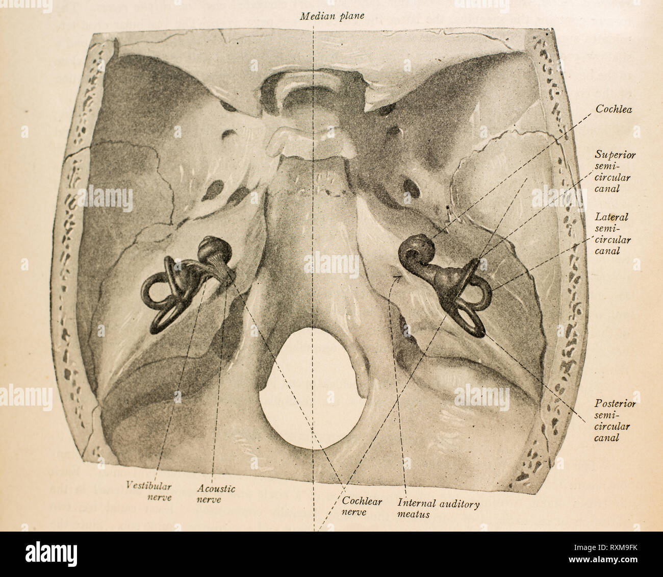 Anatomy of the human ear Stock Photo - Alamy