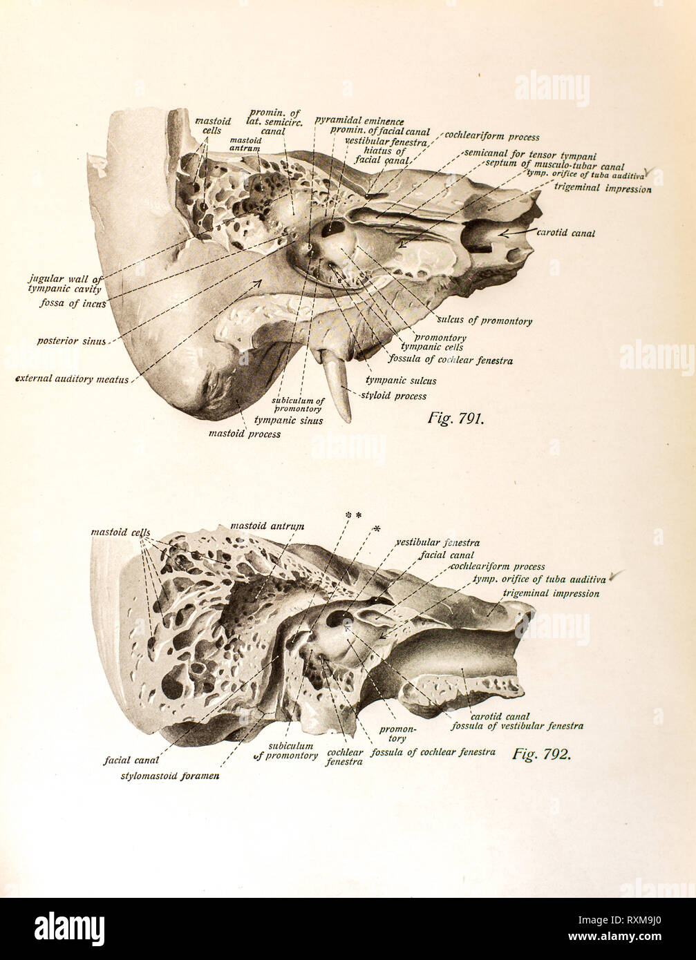 Anatomy of the human ear Stock Photo - Alamy