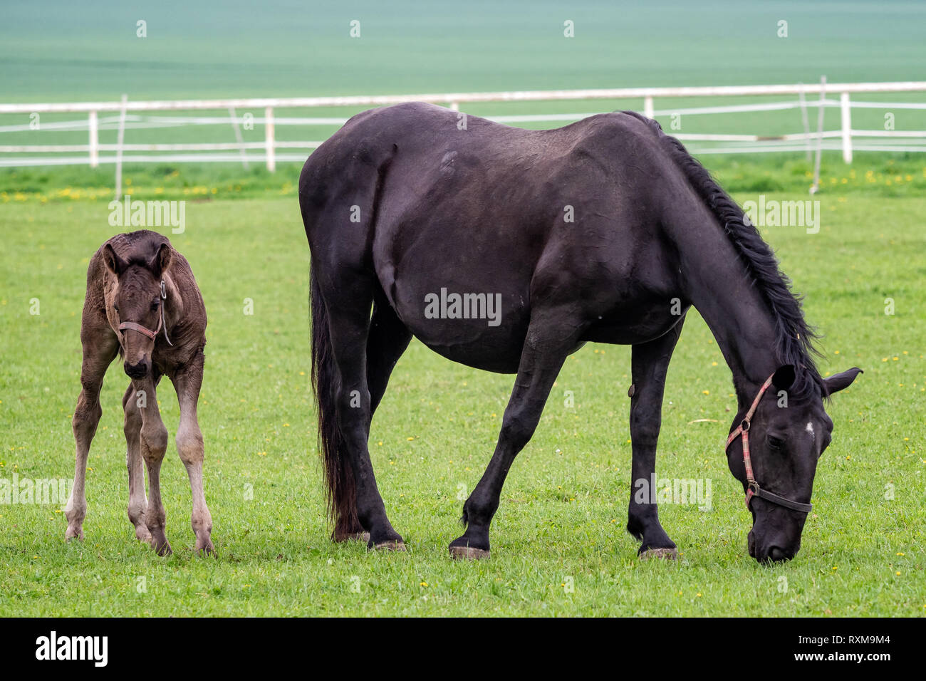 Black foal on the pasture hi-res stock photography and images - Alamy