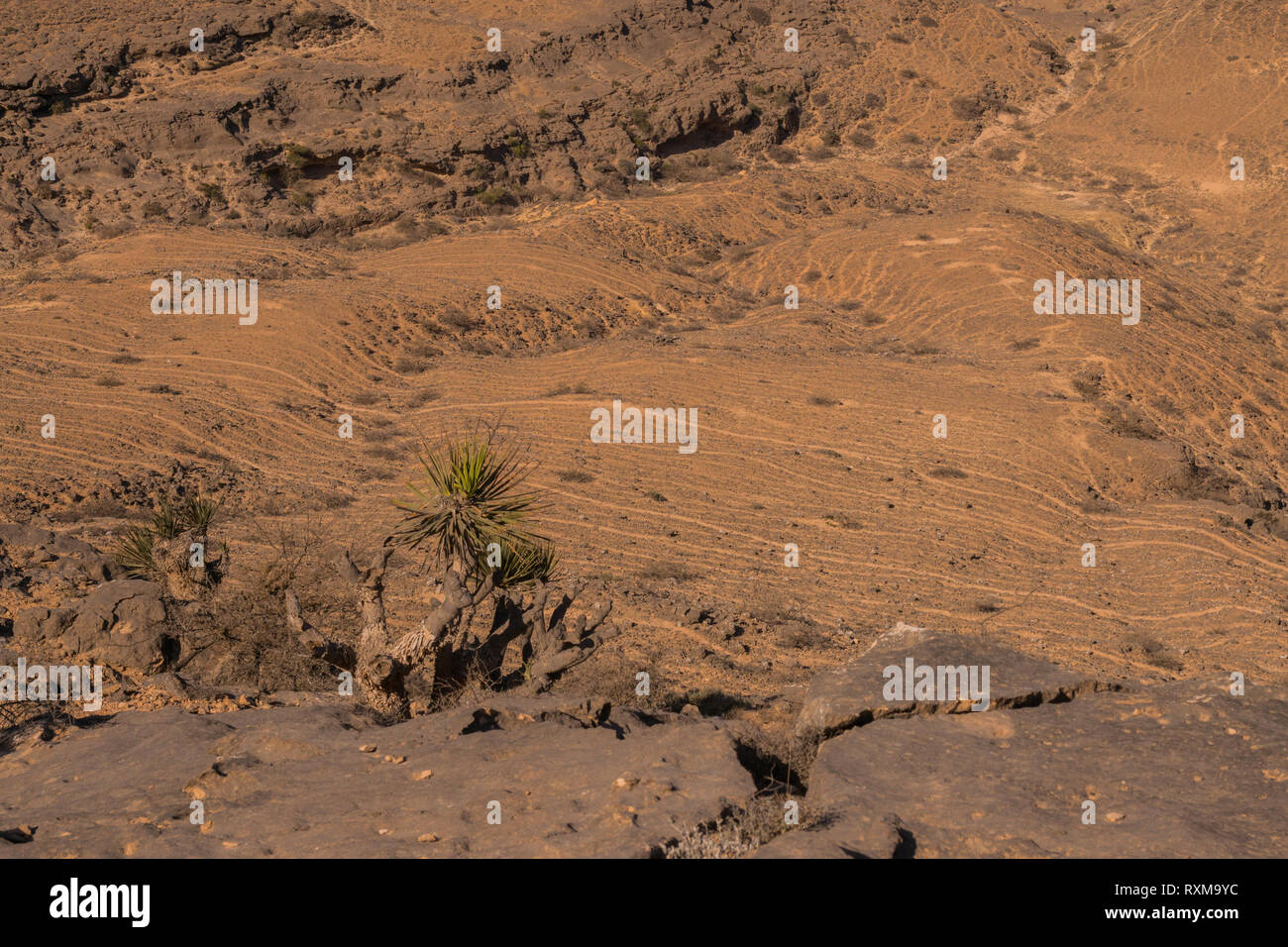 Typical landscape of Dhofar Mountains. Rocks and single trees. Oman ...