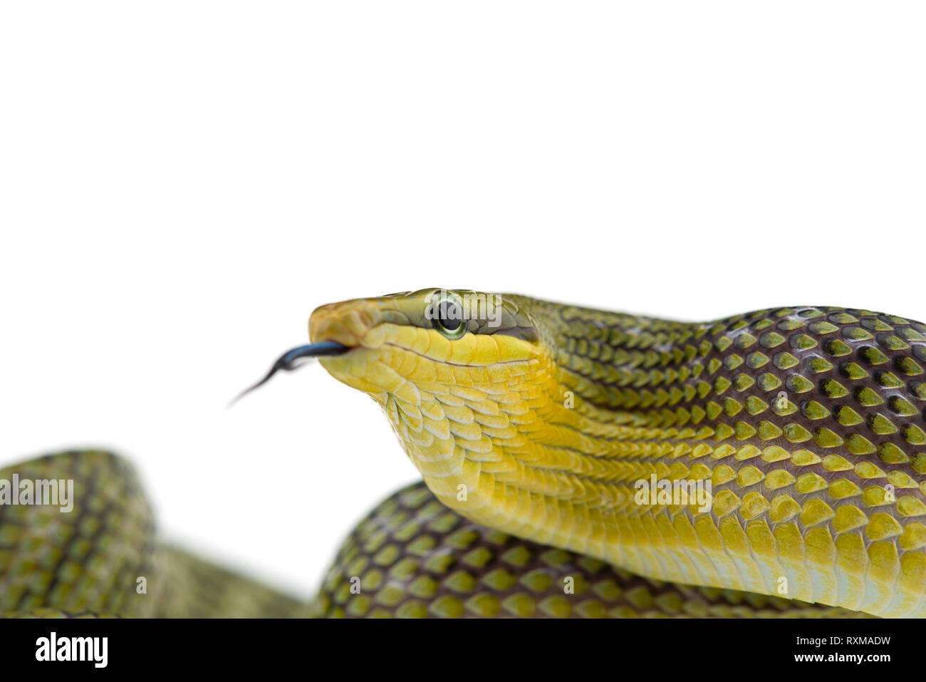The red-tailed green ratsnake isolated on white background Stock Photo ...