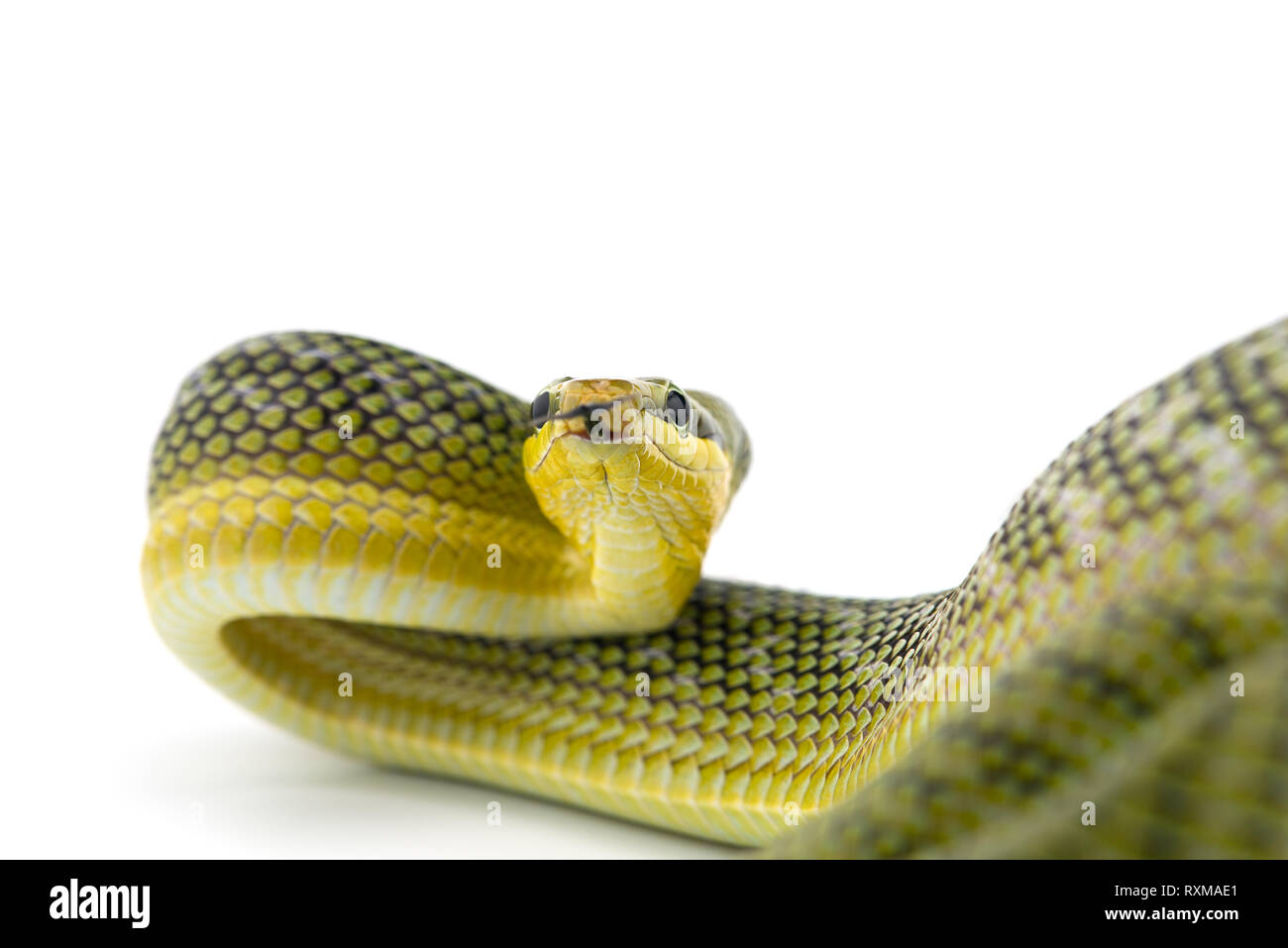 The red-tailed green ratsnake isolated on white background Stock Photo ...