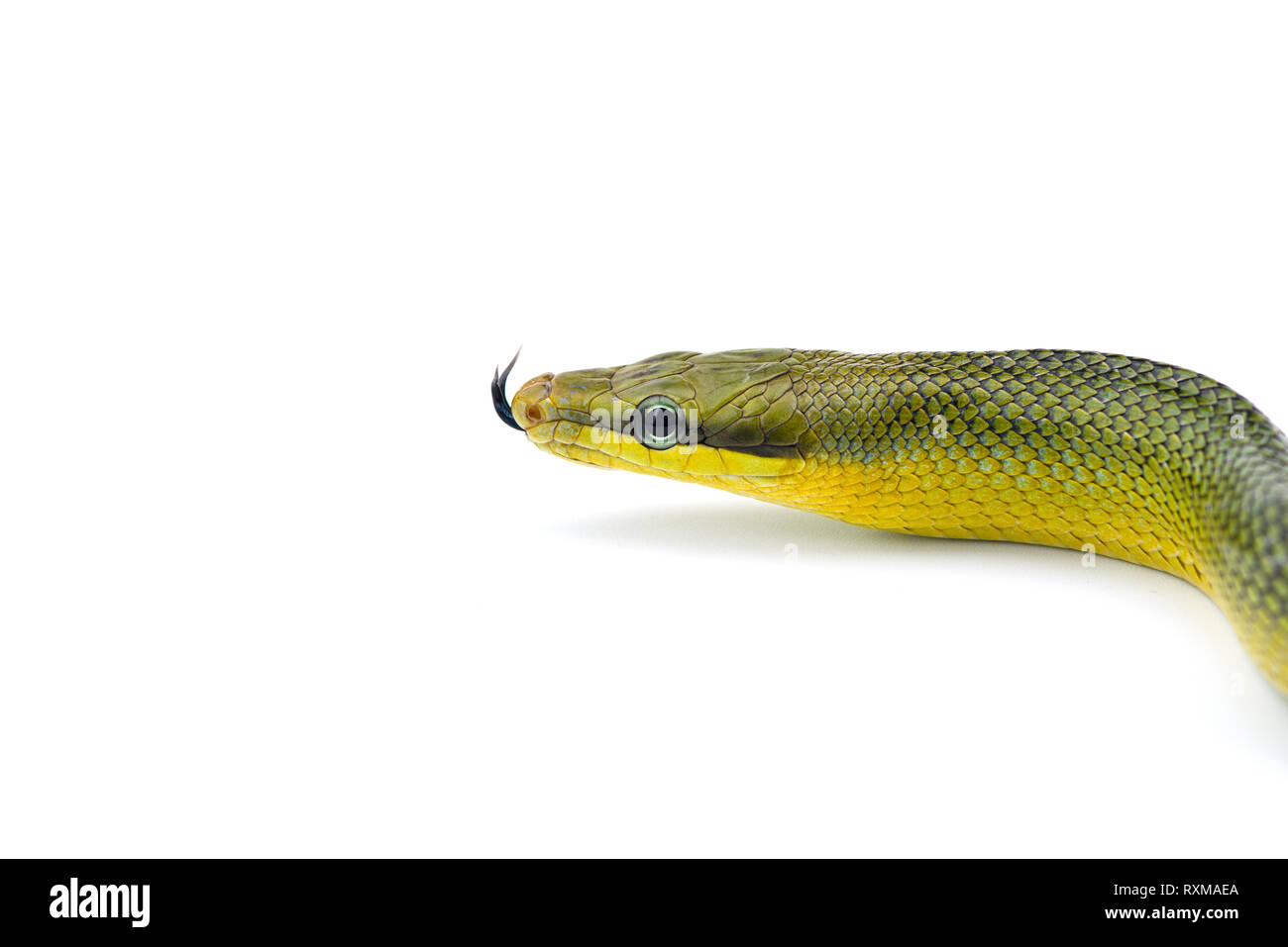 The red-tailed green ratsnake isolated on white background Stock Photo ...