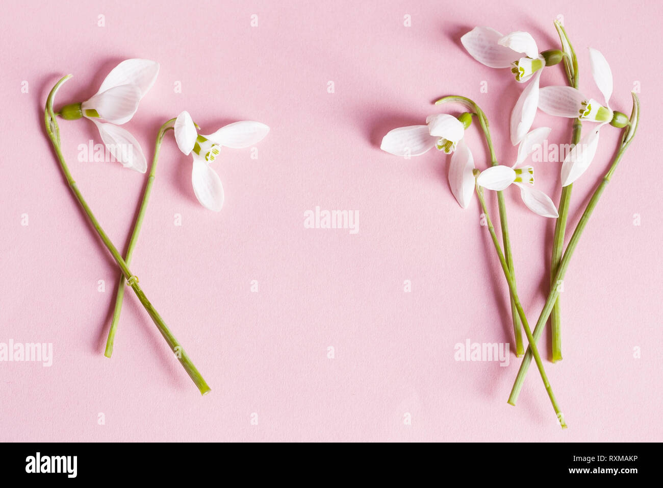 Snowdrops on pink background Stock Photo - Alamy
