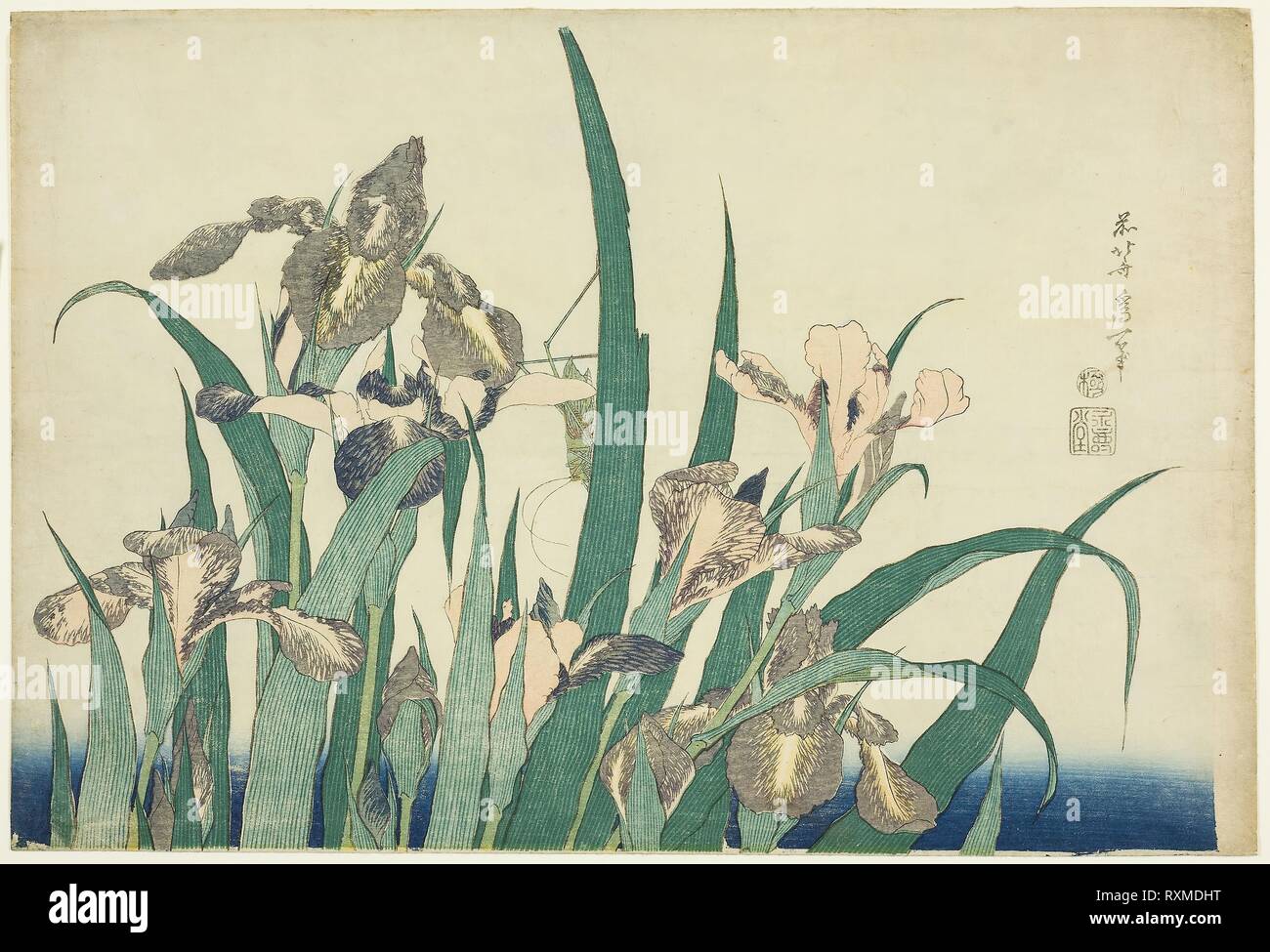Iris and Grasshopper, from an untitled series of large flowers ...