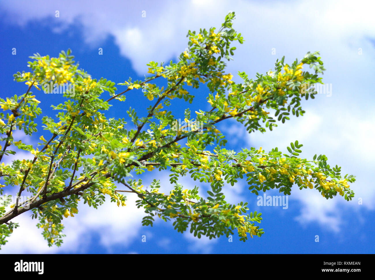 yellow acacia at Spring Stock Photo - Alamy