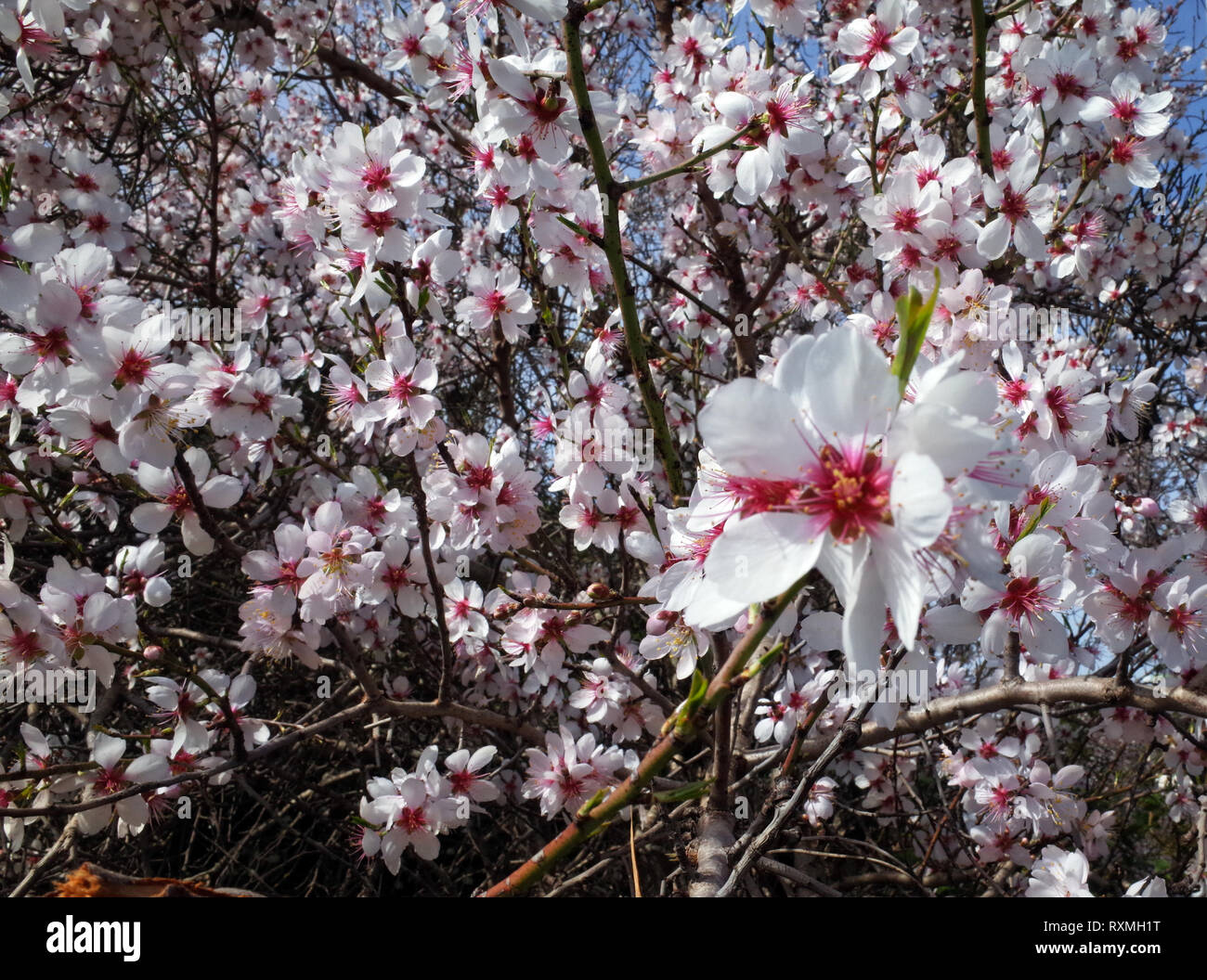 Almond tree flowering close-up Stock Photo - Alamy