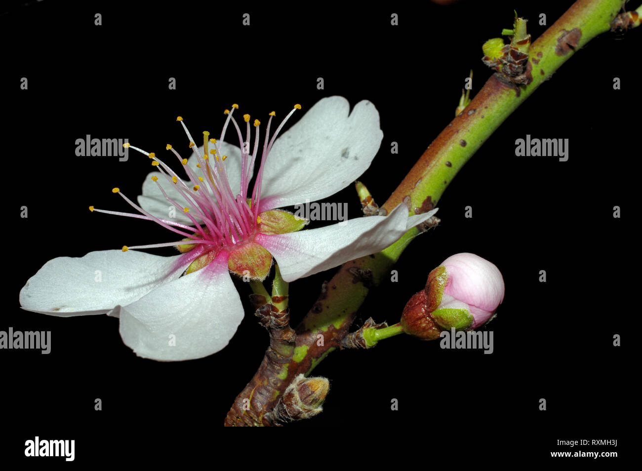 Almond tree flowering close-up Stock Photo - Alamy