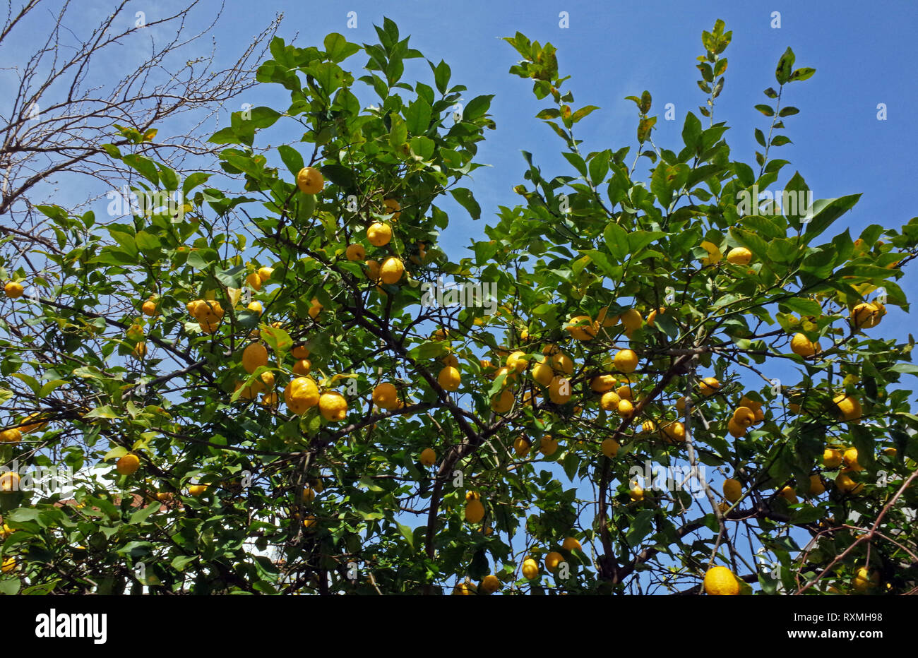 Lemon tree hi-res stock photography and images - Alamy