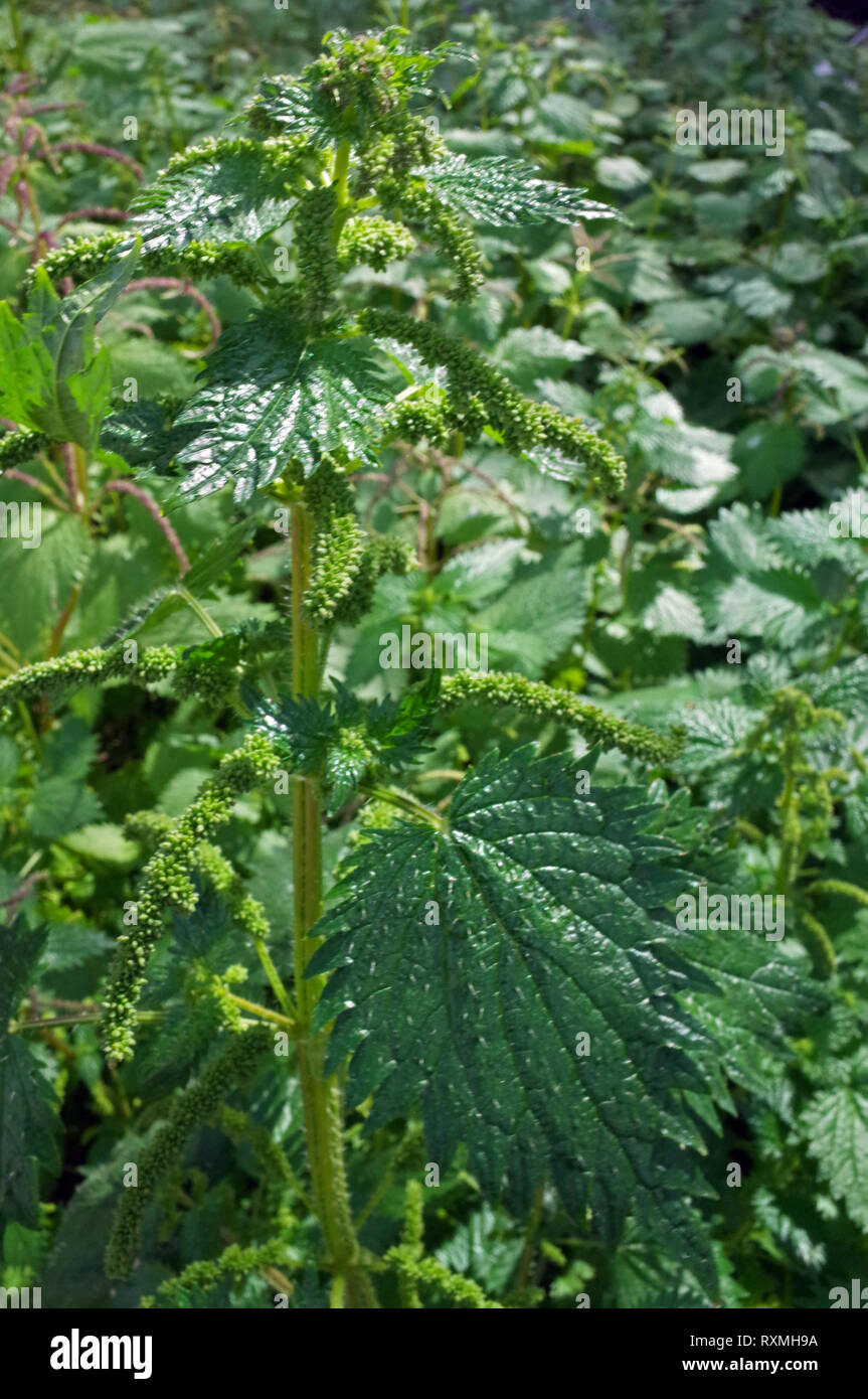 Nettle close-up in nature Stock Photo - Alamy