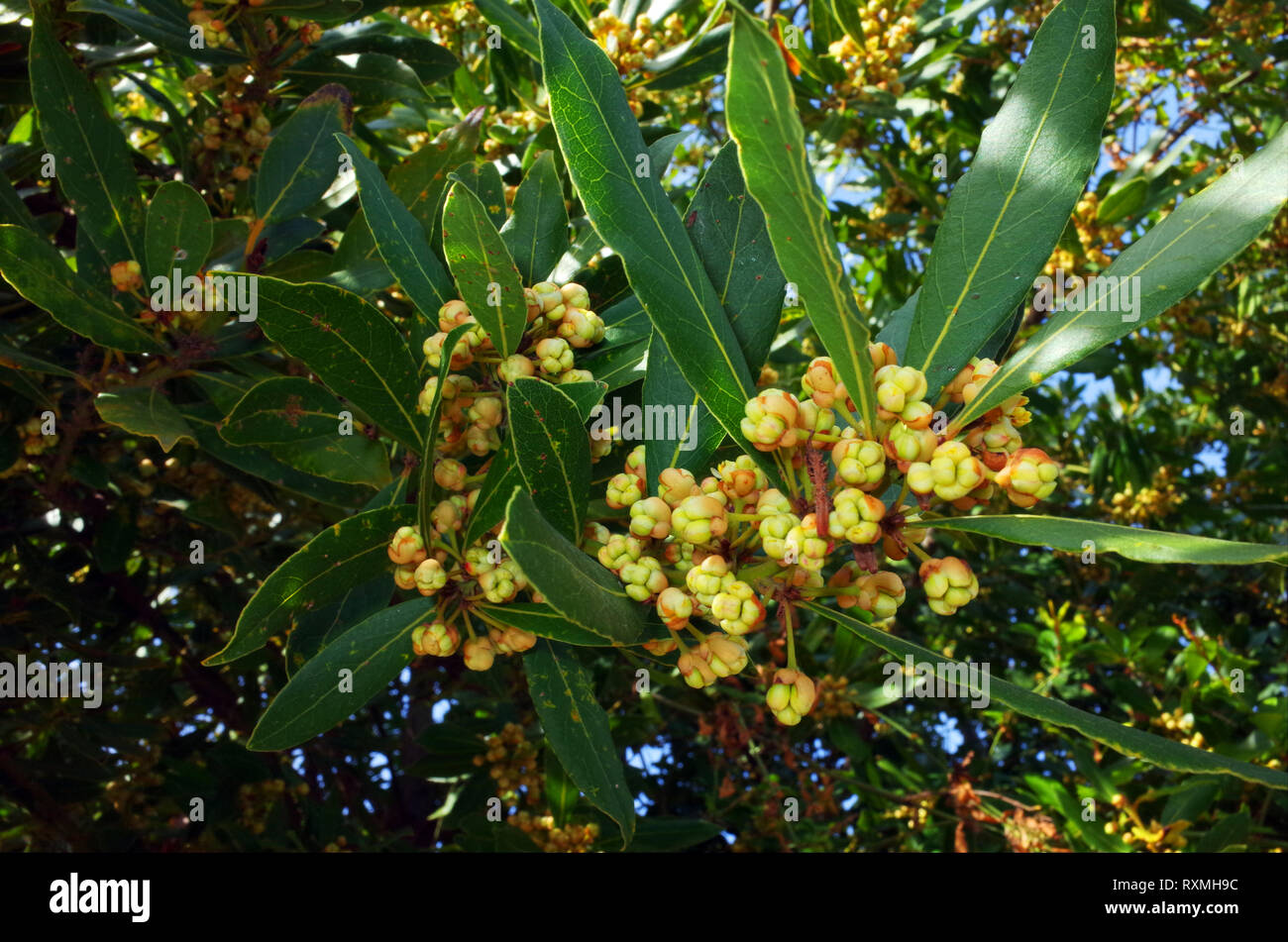 Laurel leaf close up hi-res stock photography and images - Alamy