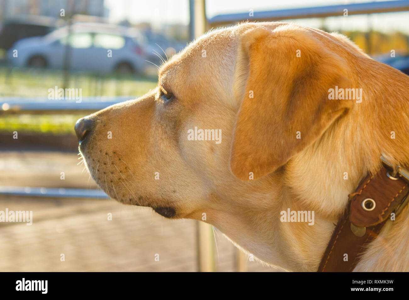 Golden labrador retriever looks ahead on nature background Stock Photo ...