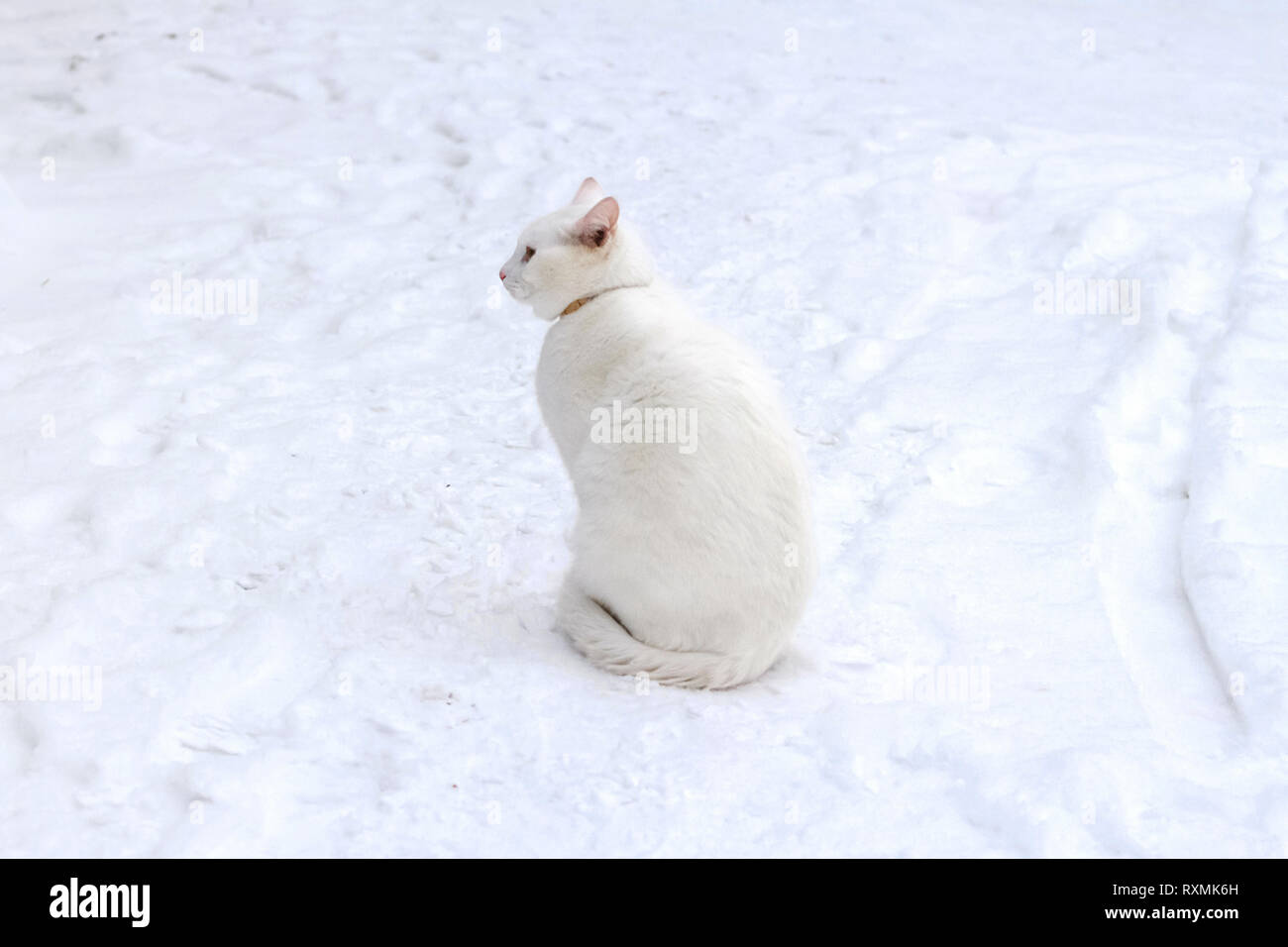White cat sitting on the snow and looking away Stock Photo - Alamy