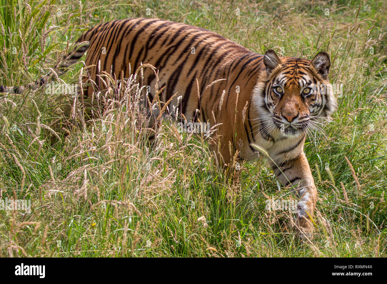 Sumatra tiger cat hi-res stock photography and images - Alamy