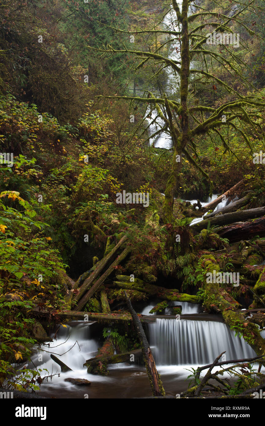 Munson Creek Falls, Tillamook County, Oregon, USA Stock Photo - Alamy