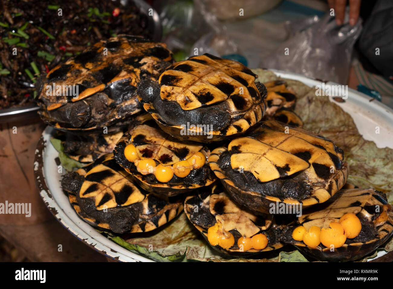 Cambodia, Phnom Penh, Oudong, food market, bush meat, cooked wild ...